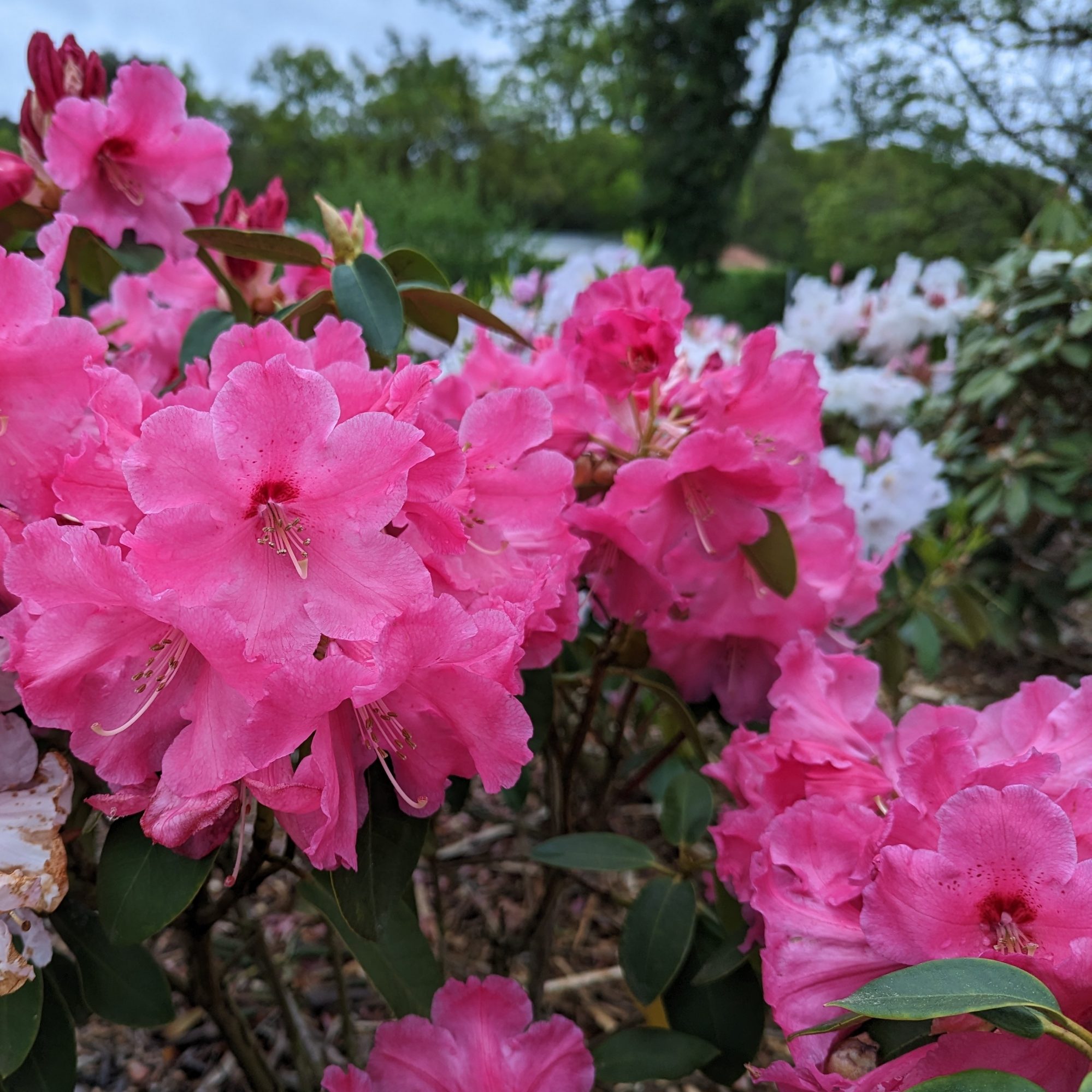 Rhododendron Hallelujah - Compact Rhododendrons - Millais Nurseries
