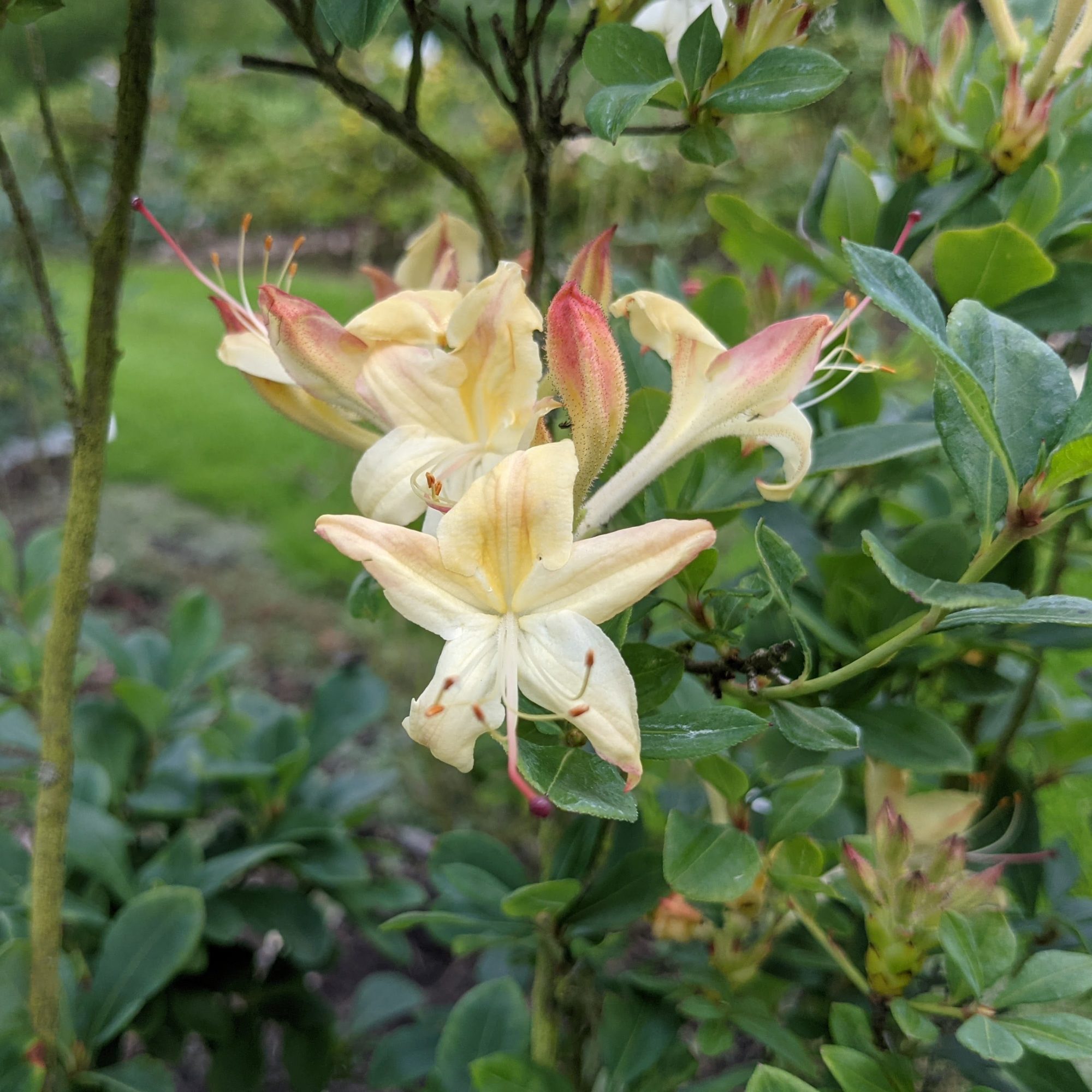 Deciduous Azalea viscosum 'Weston's Lemon Drop' - Deciduous Azaleas ...