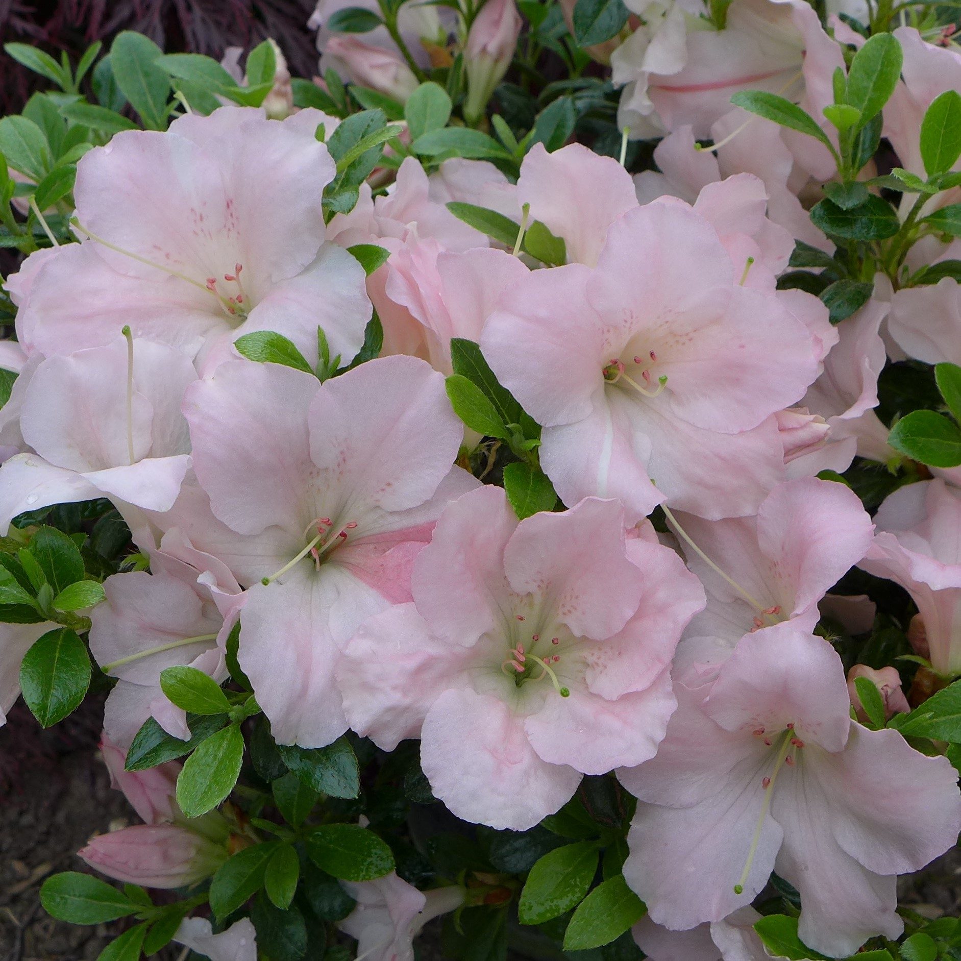 Evergreen Azalea Sir Robert - Evergreen Azaleas - Millais Nurseries