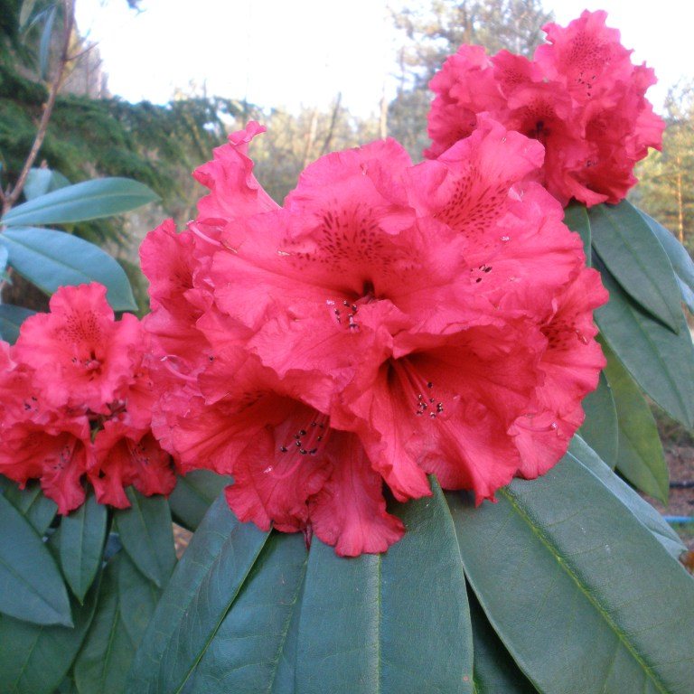 Rhododendron Taurus AGM - Buy Taurus Rhododendrons Online - Millais ...