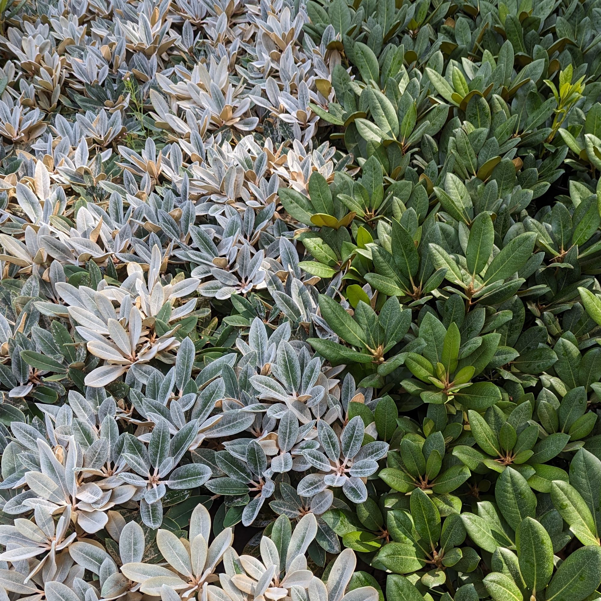 Compact Rhododendron Foliage Collection (4 x 3 litre plants) - Compact ...