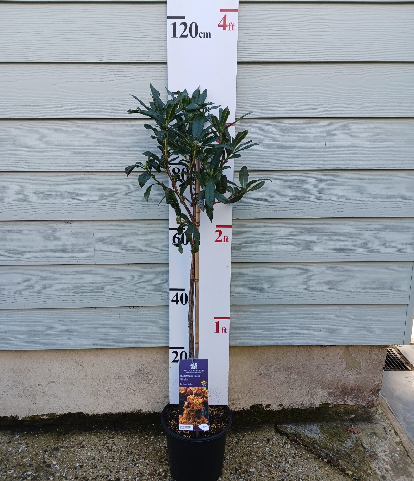 Gibraltar Deciduous Azalea - Buy Rhododendron Gibraltar AGM online ...