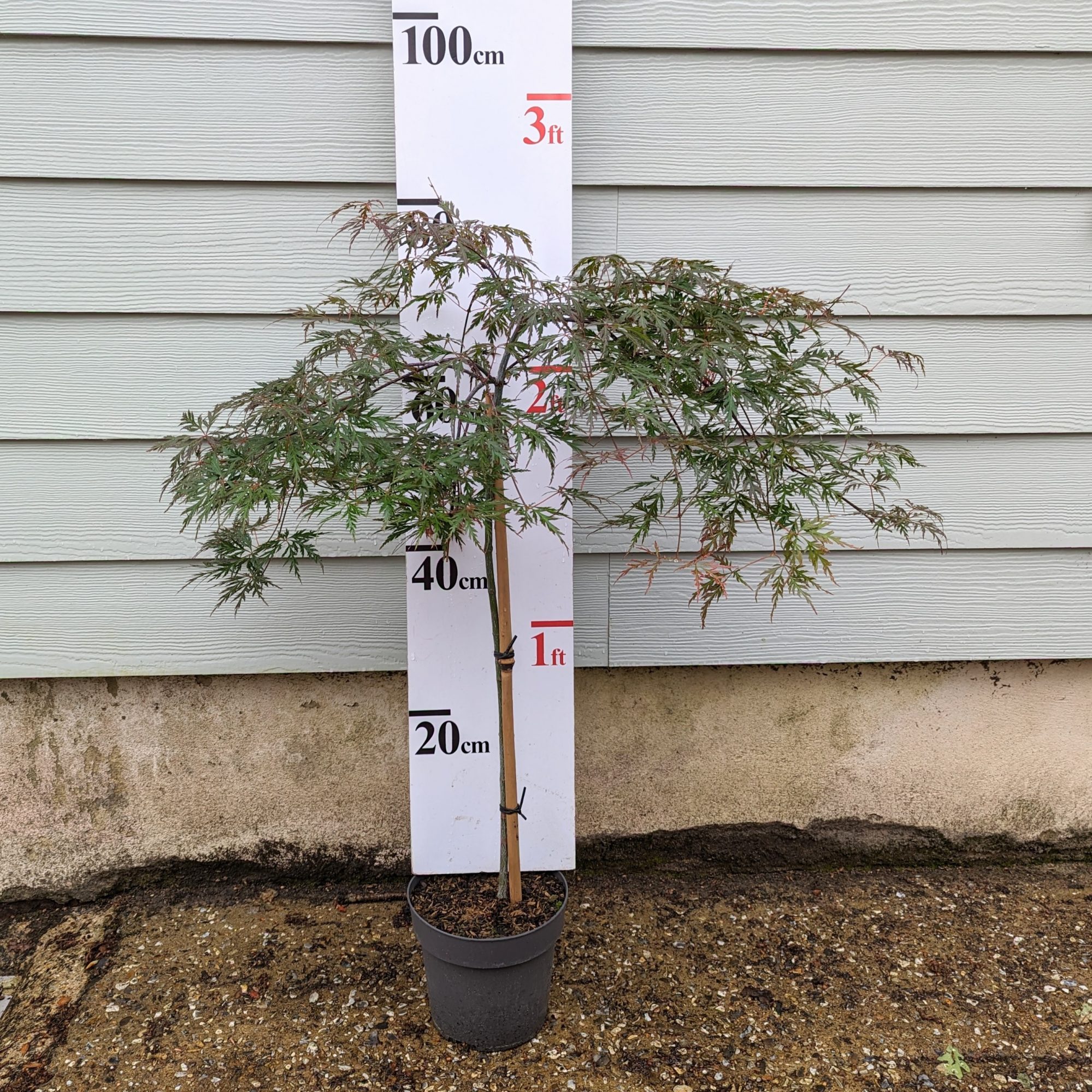 Acer palmatum dissectum 'Inaba-shidare' - Inaba-shidare Japanese Maples ...