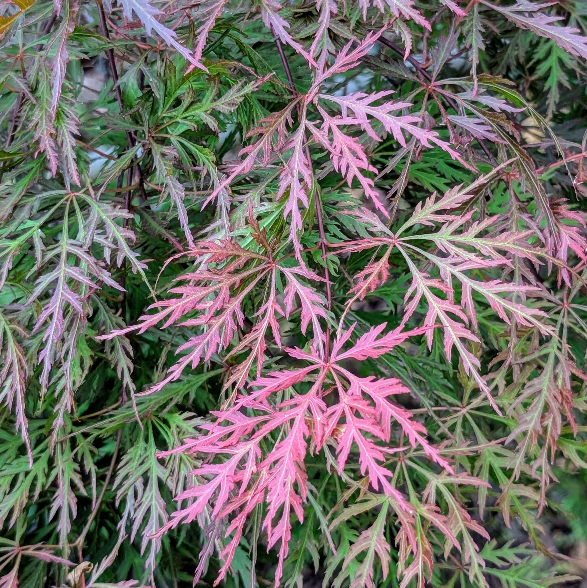 Acer palmatum dissectum 'Inaba-shidare' - Inaba-shidare Japanese Maples ...