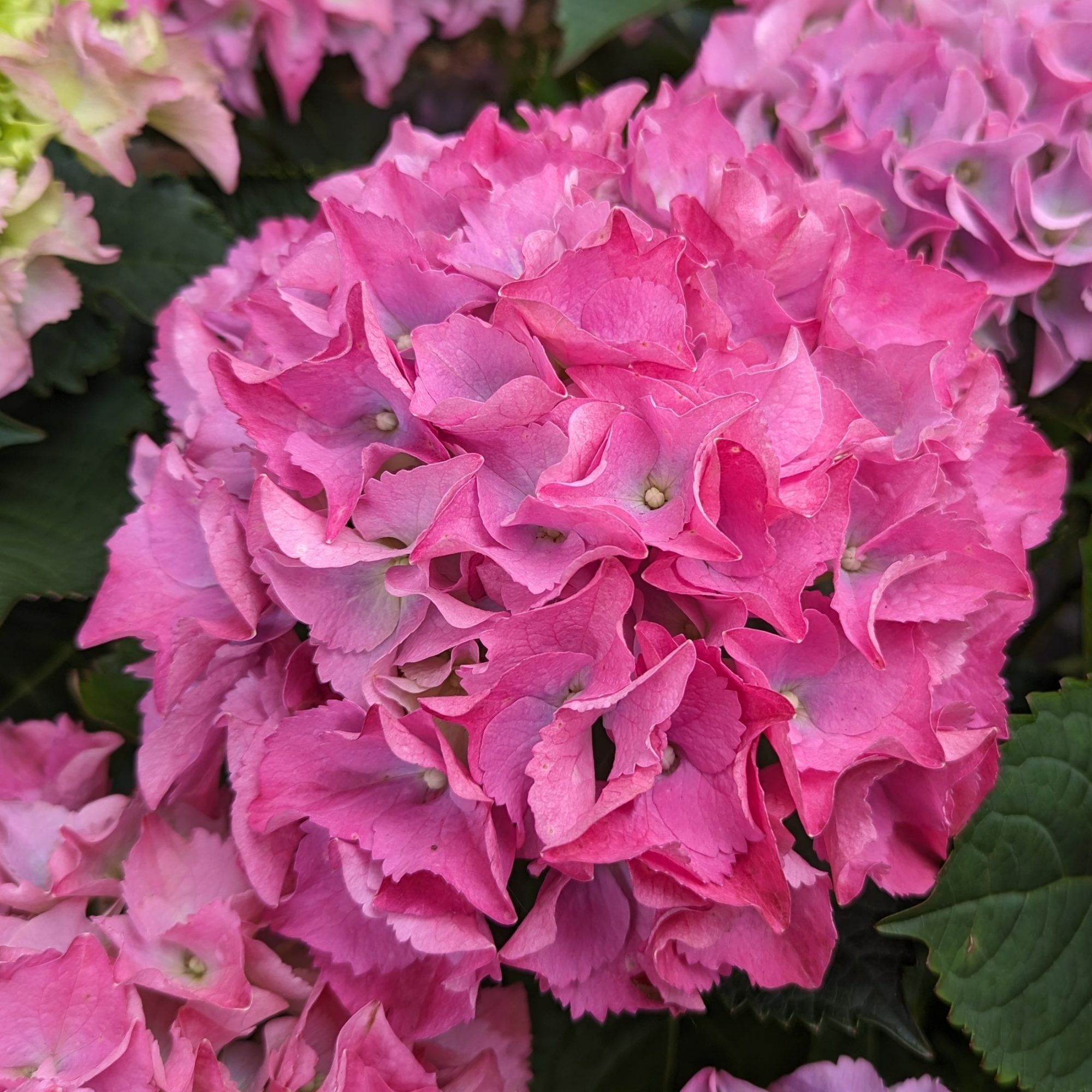 Hydrangea macrophylla 'Forever & Ever' Pink - Companion Plants - Millais Nurseries