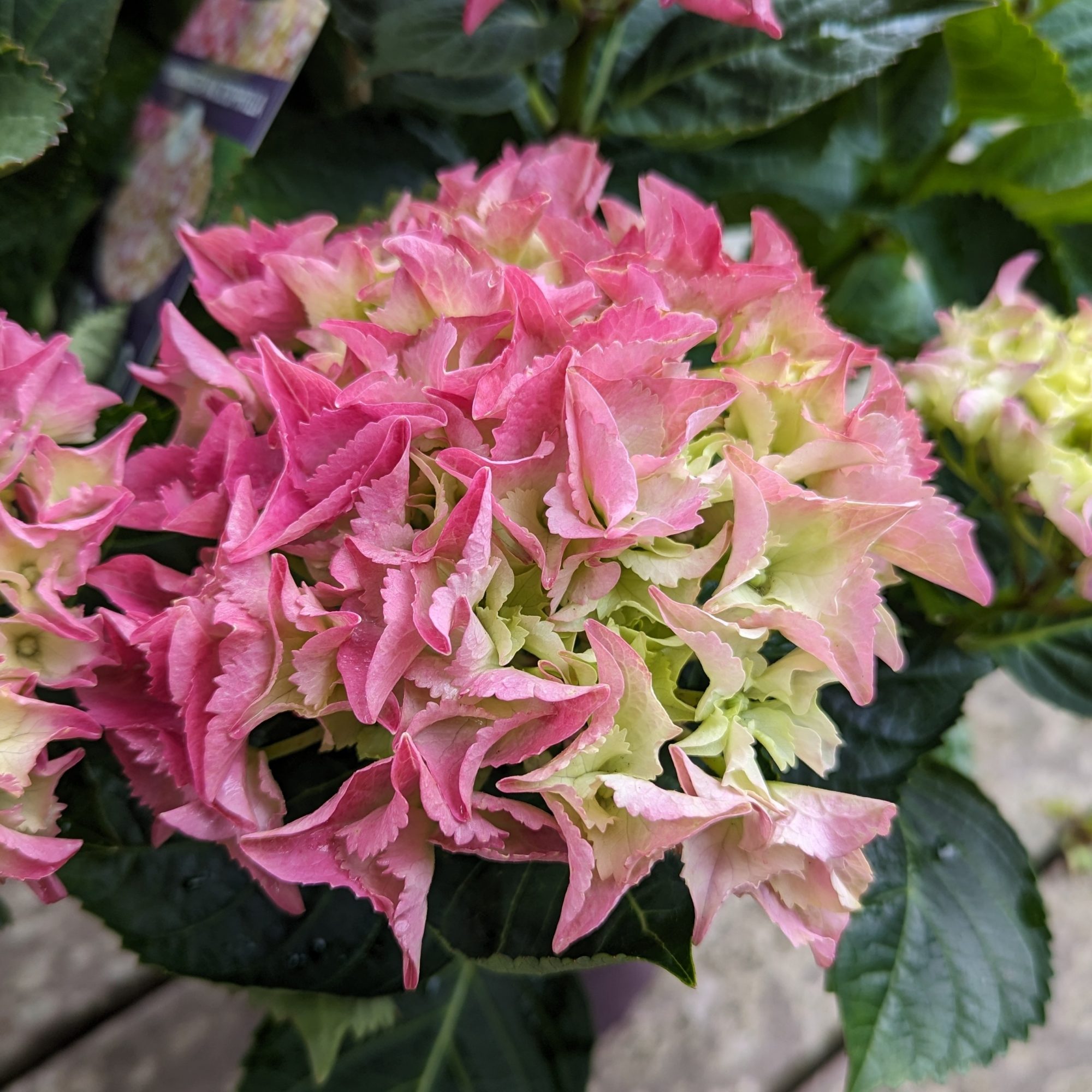 Hydrangea macrophylla 'Forever & Ever' Pink - Companion Plants ...