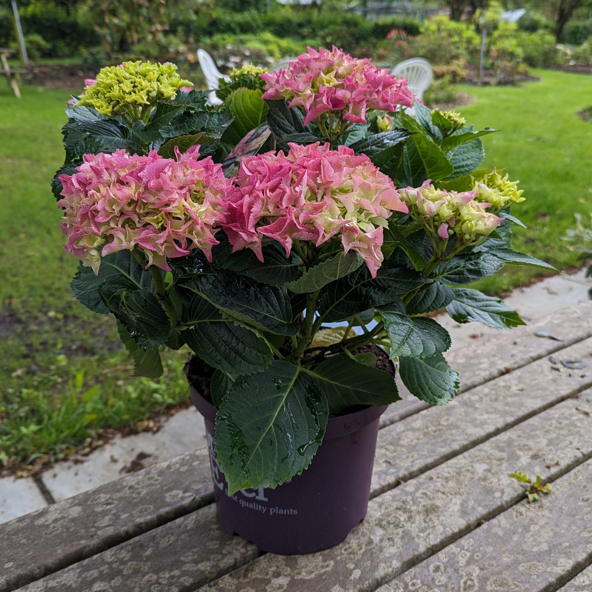 Hydrangea macrophylla 'Forever & Ever' Pink - Companion Plants - Millais Nurseries