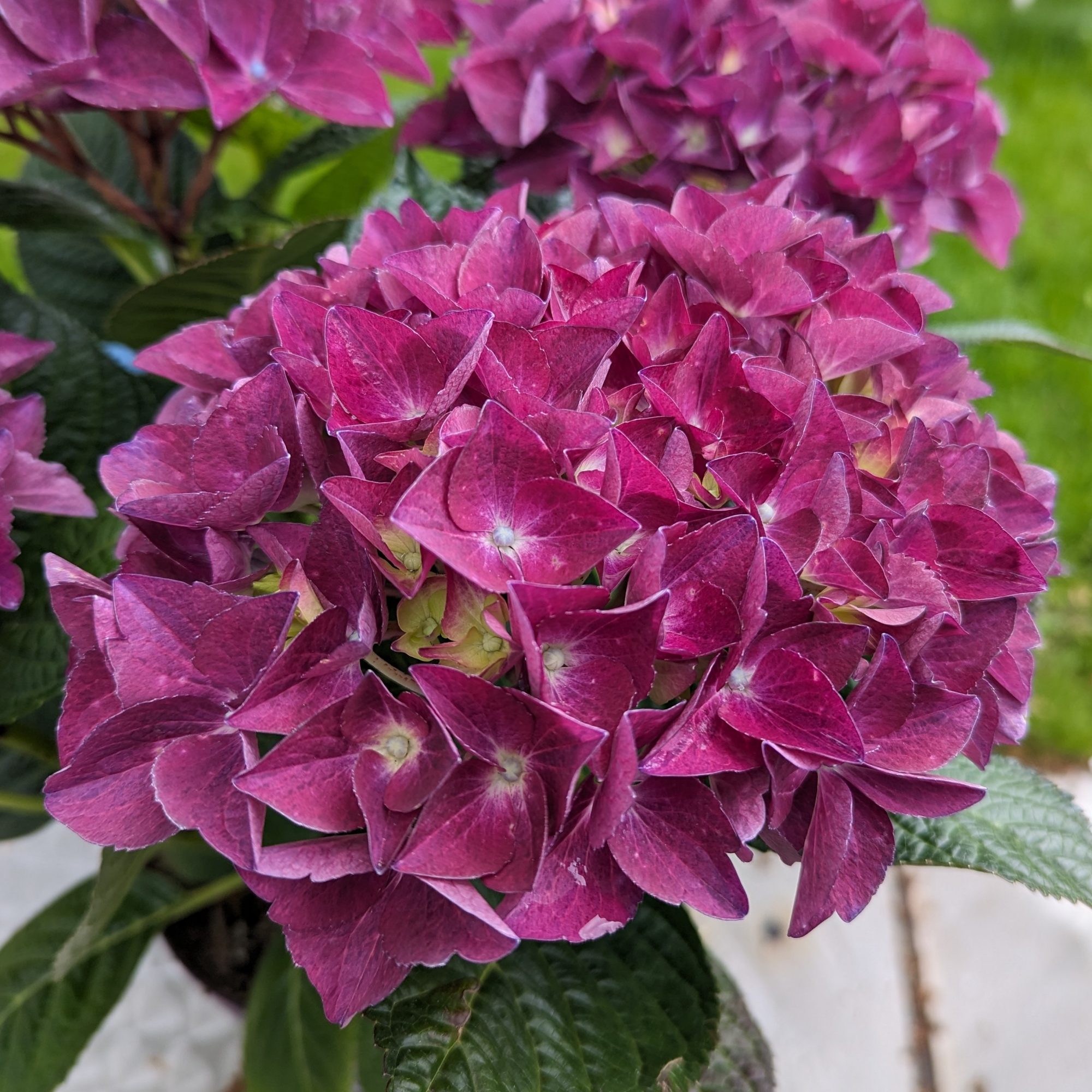 Hydrangea macrophylla 'Forever & Ever' Purple - Companion Plants ...