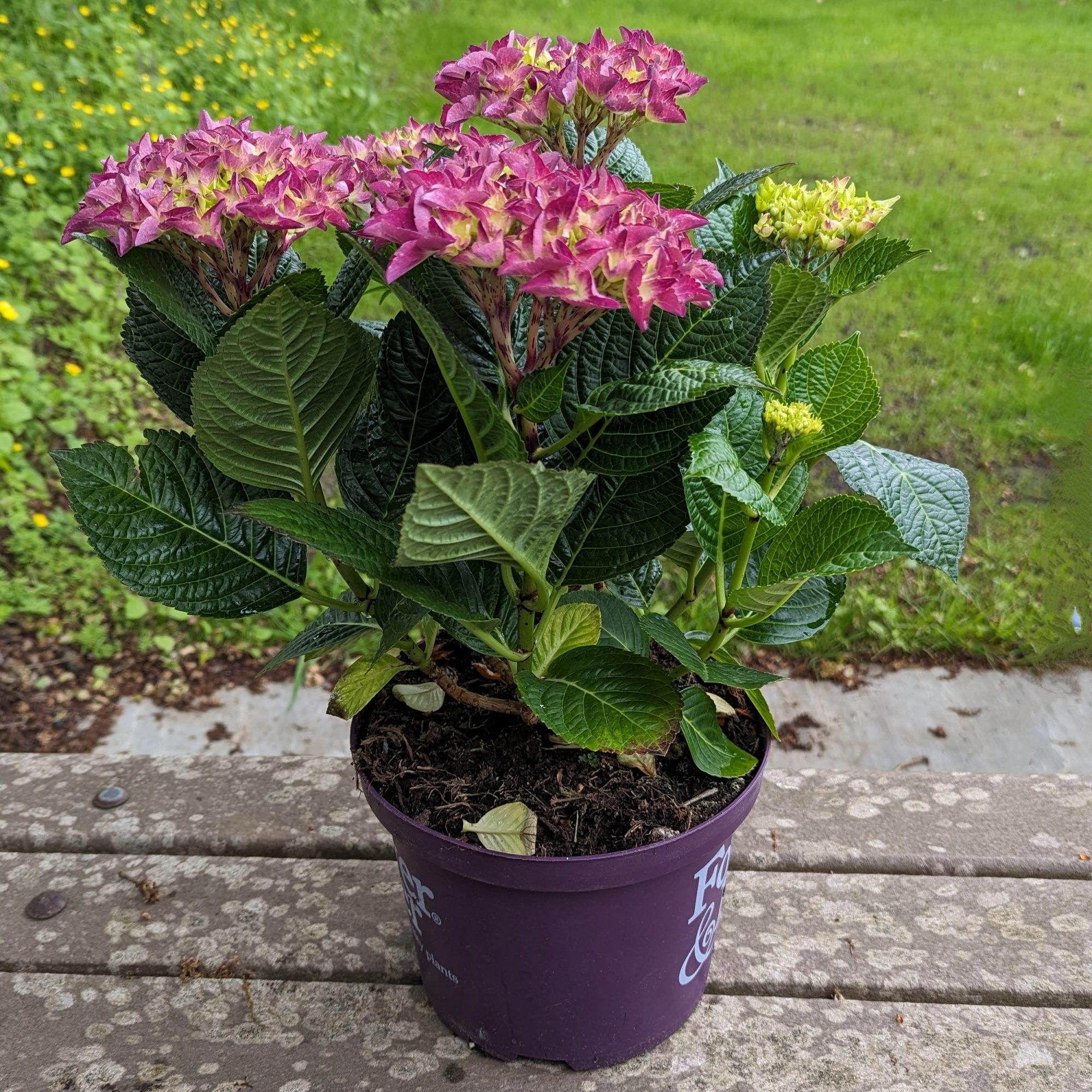 Hydrangea macrophylla 'Forever & Ever' Purple - Companion Plants ...