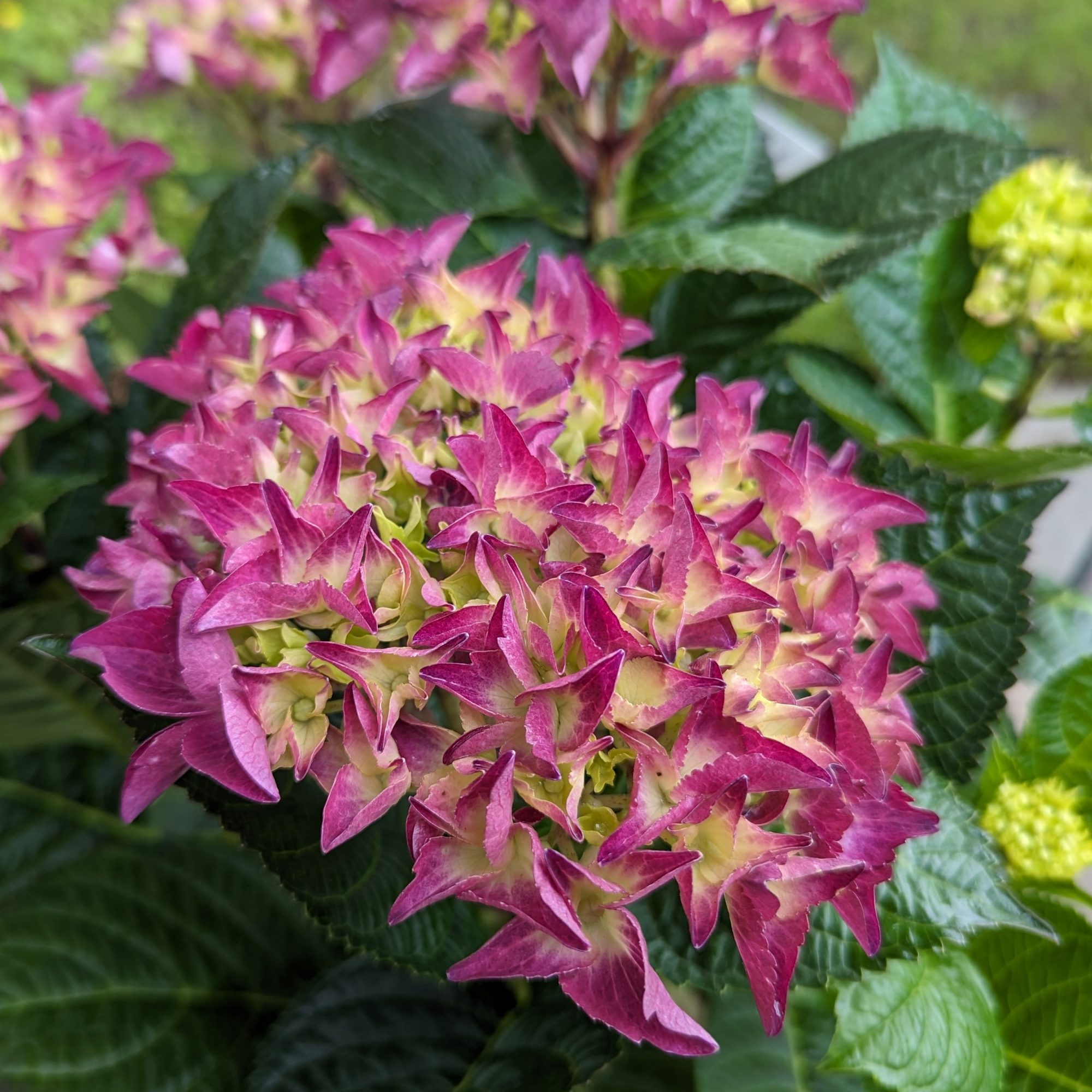 Hydrangea macrophylla 'Forever & Ever' Purple - Companion Plants ...