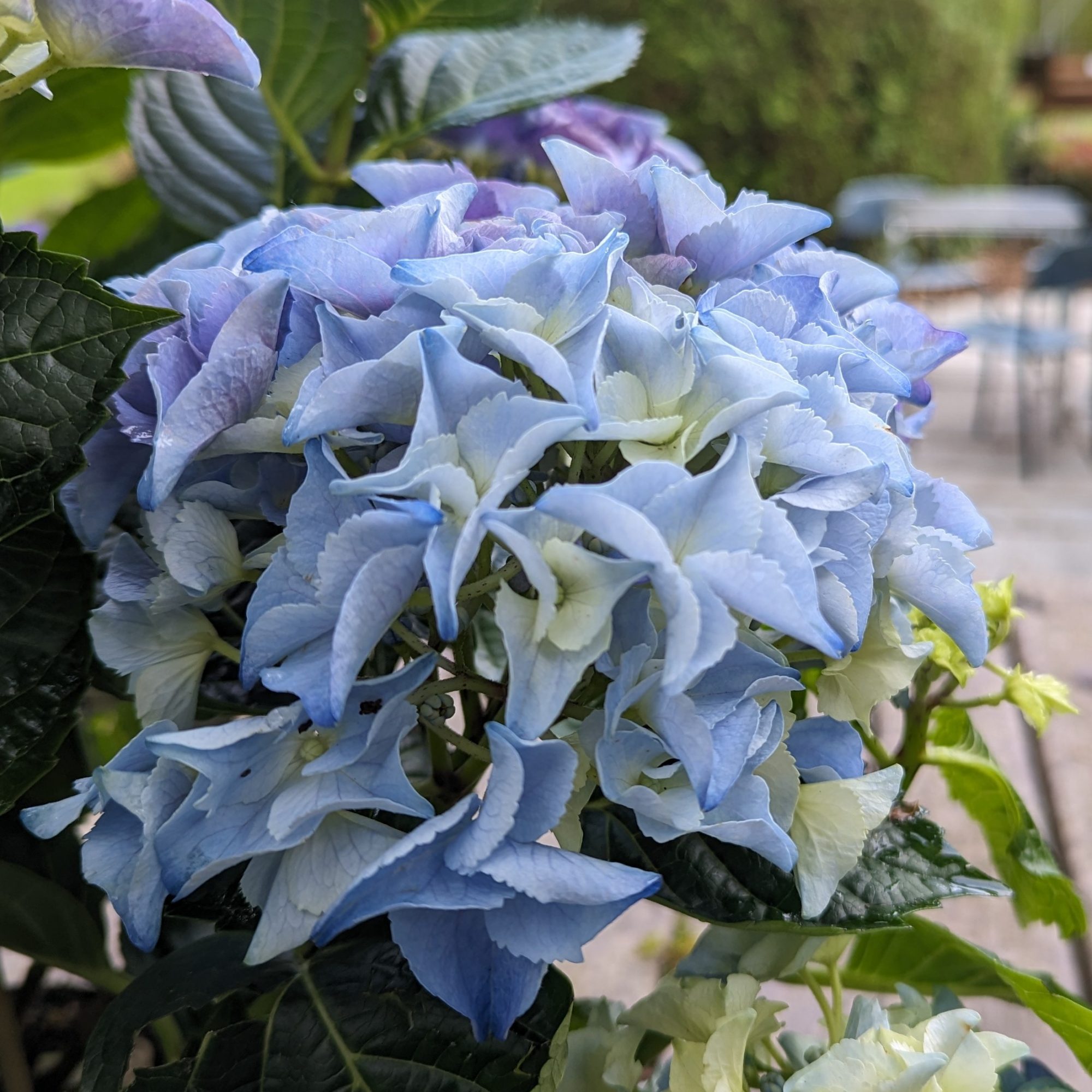 Hydrangea macrophylla 'Forever & Ever' Blue - Choice Plants - Millais ...