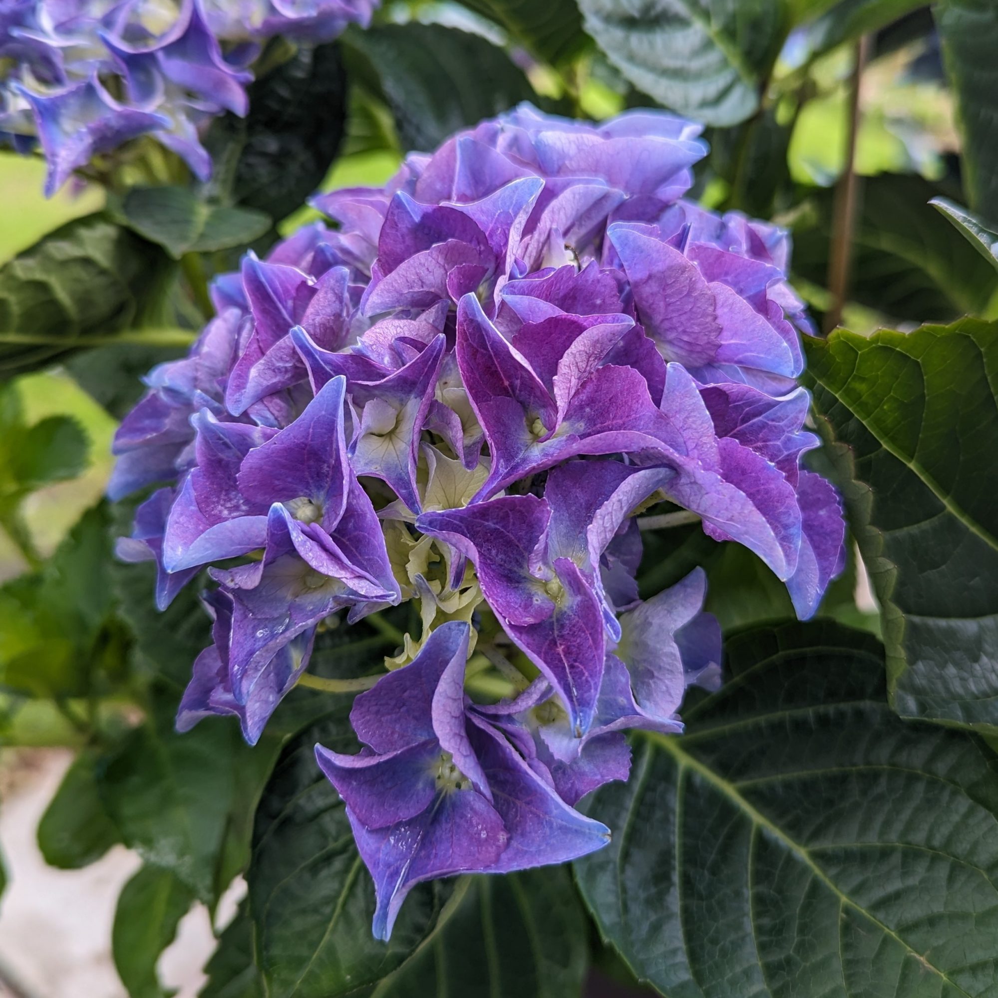 Hydrangea macrophylla 'Forever & Ever' Blue - Companion Plants ...