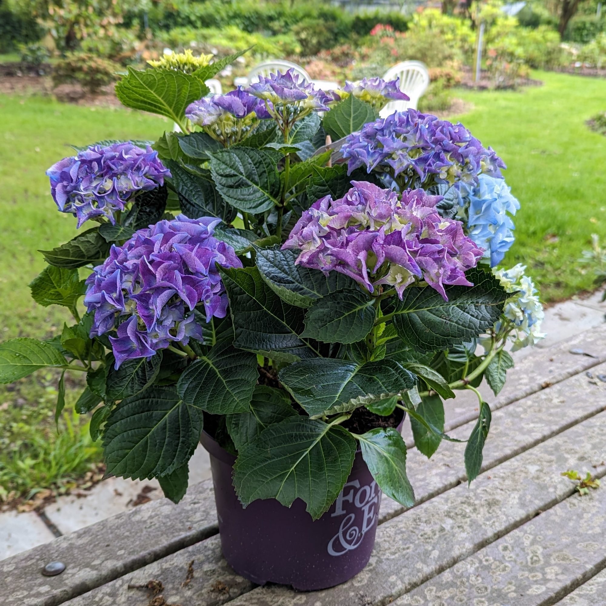 Hydrangea macrophylla 'Forever & Ever' Blue - Companion Plants ...
