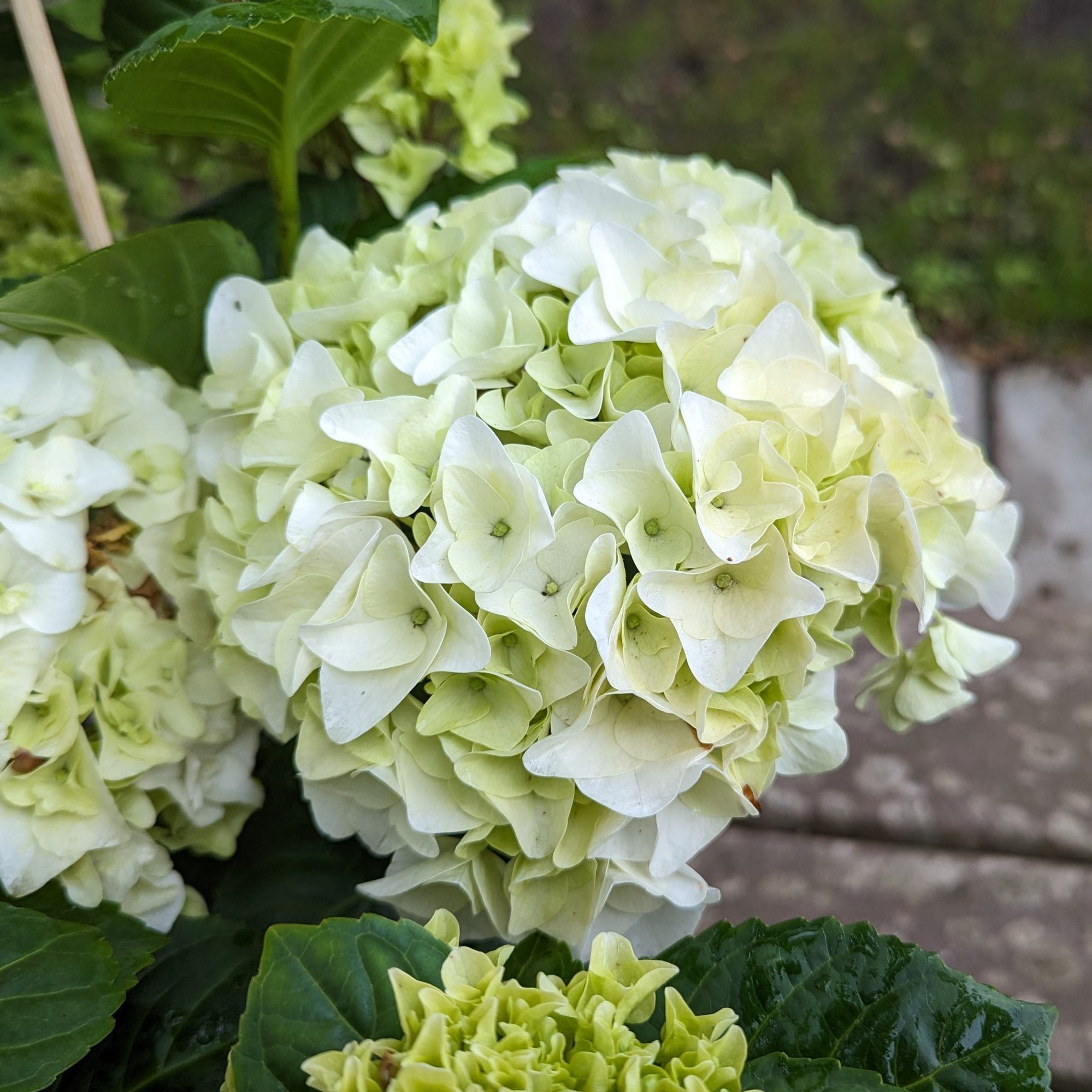 Hydrangea macrophylla 'Forever & Ever' White - Companion Plants ...
