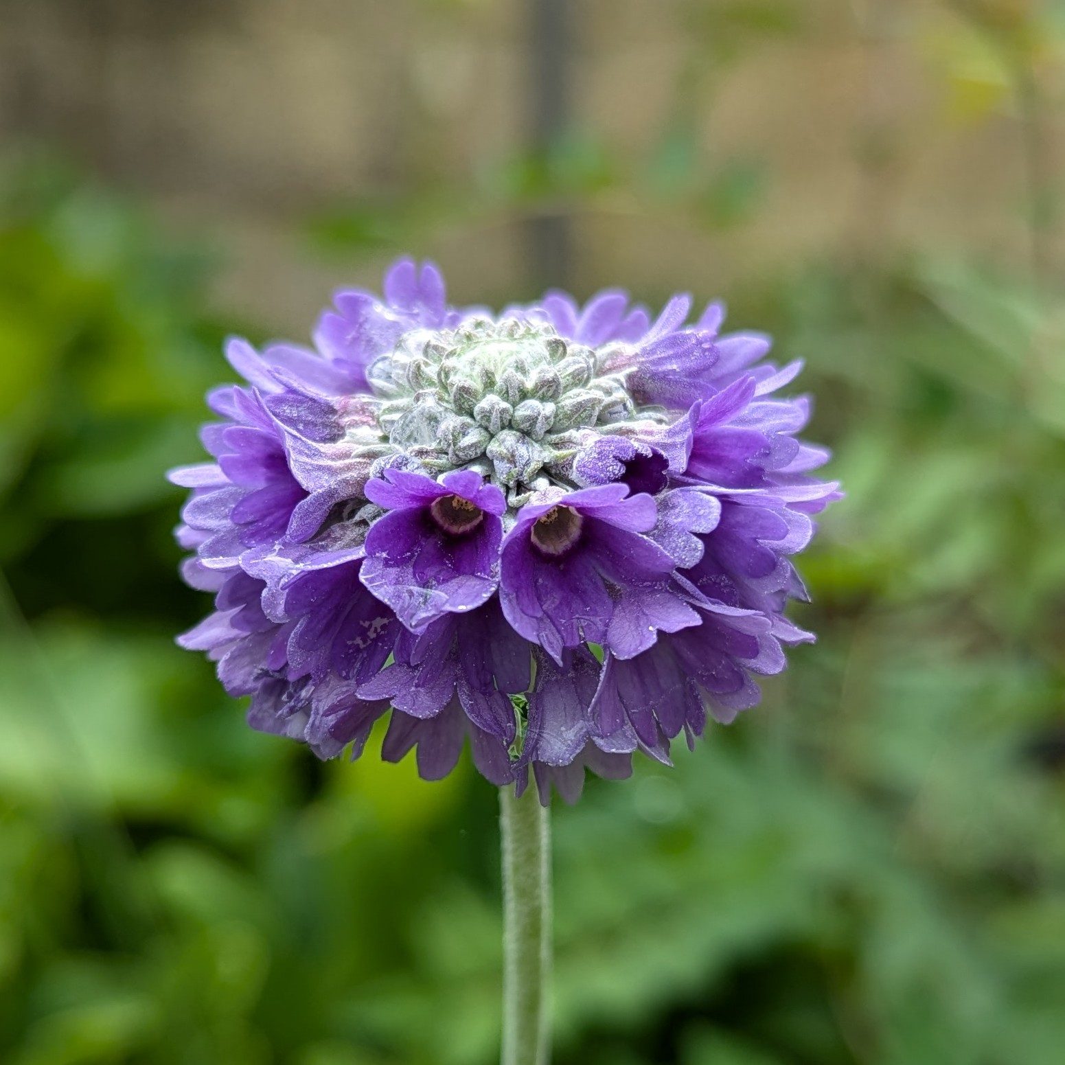 Primula capitata - Companion Plants - Millais Nurseries