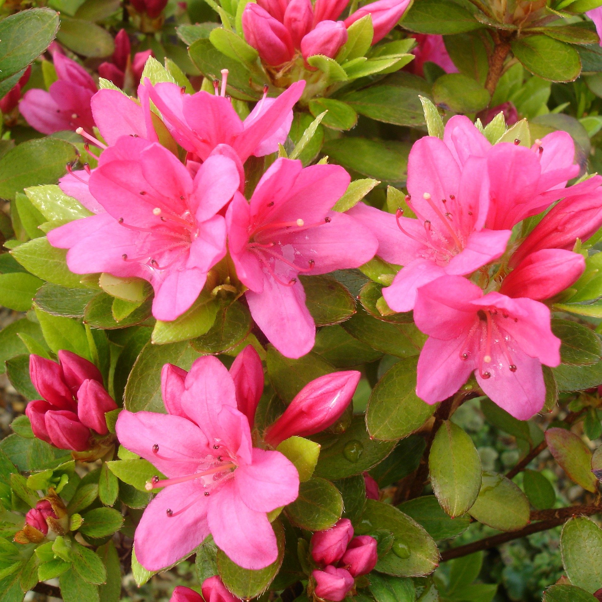 Evergreen Azalea Geisha Pink - Evergreen Azaleas - Millais Nurseries