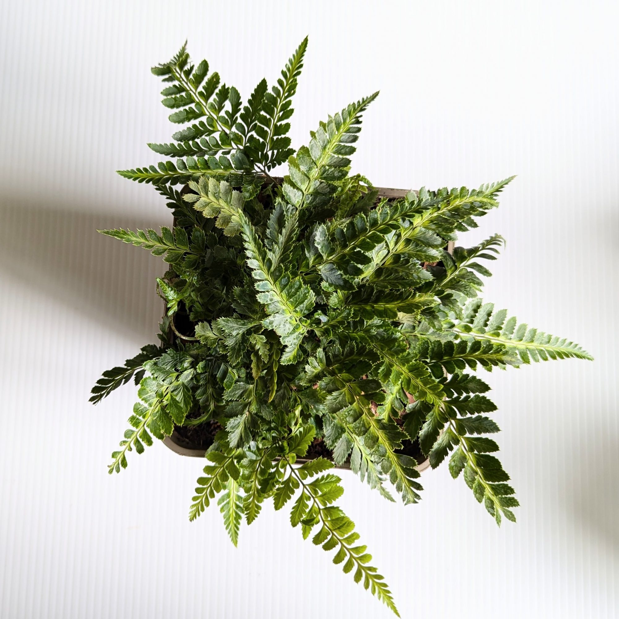 Arachnoides aristata Variegata - Ferns - Millais Nurseries
