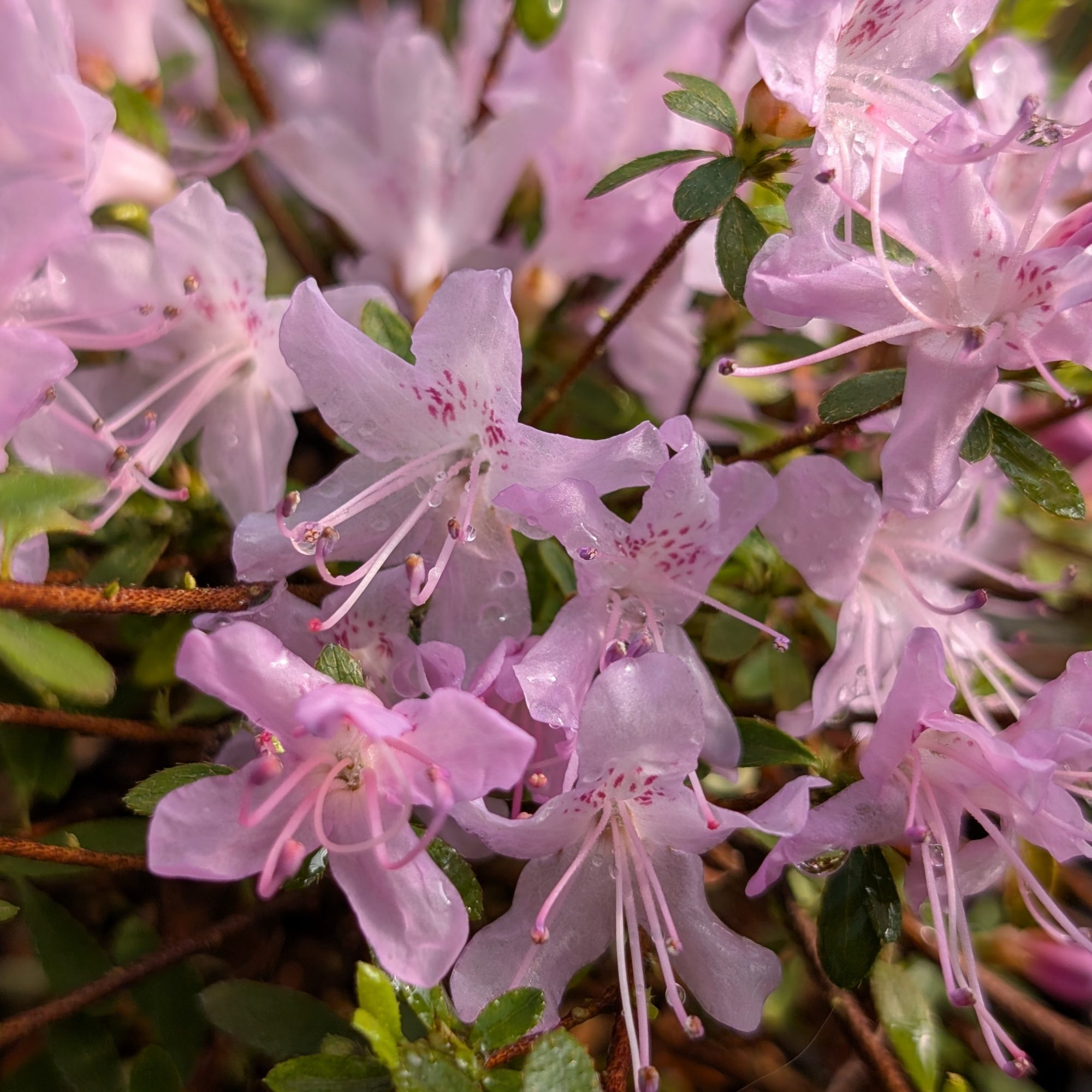 Evergreen Azalea serpyllifolium Pink Form - Evergreen Azaleas - Millais ...