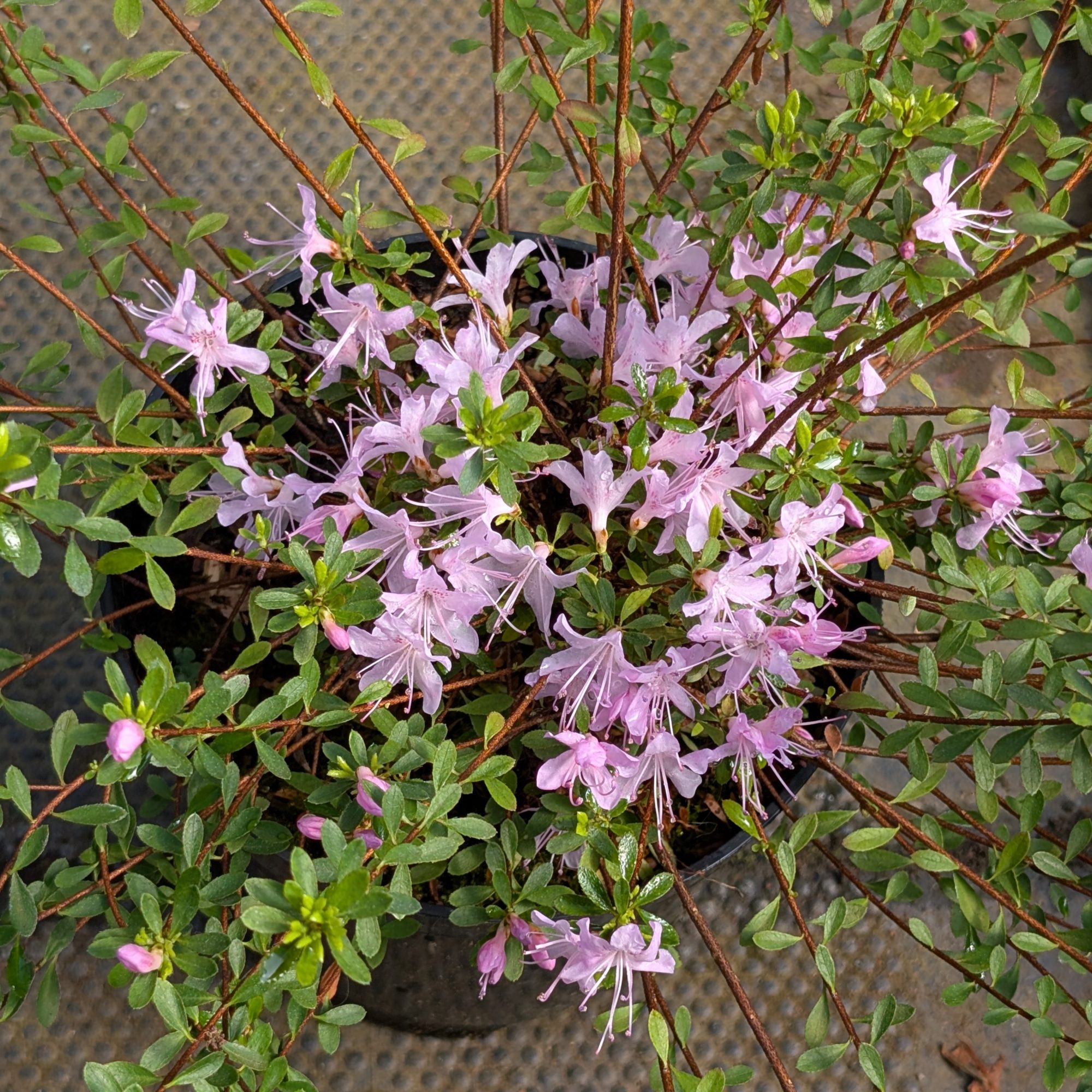 Evergreen Azalea serpyllifolium Pink Form - Evergreen Azaleas - Millais ...