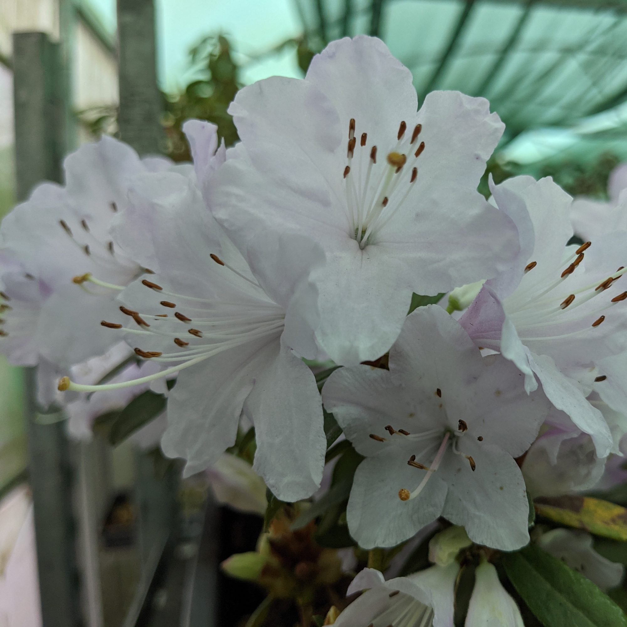 Dwarf Rhododendron Phalarope - Dwarf Rhododendrons - Millais Nurseries
