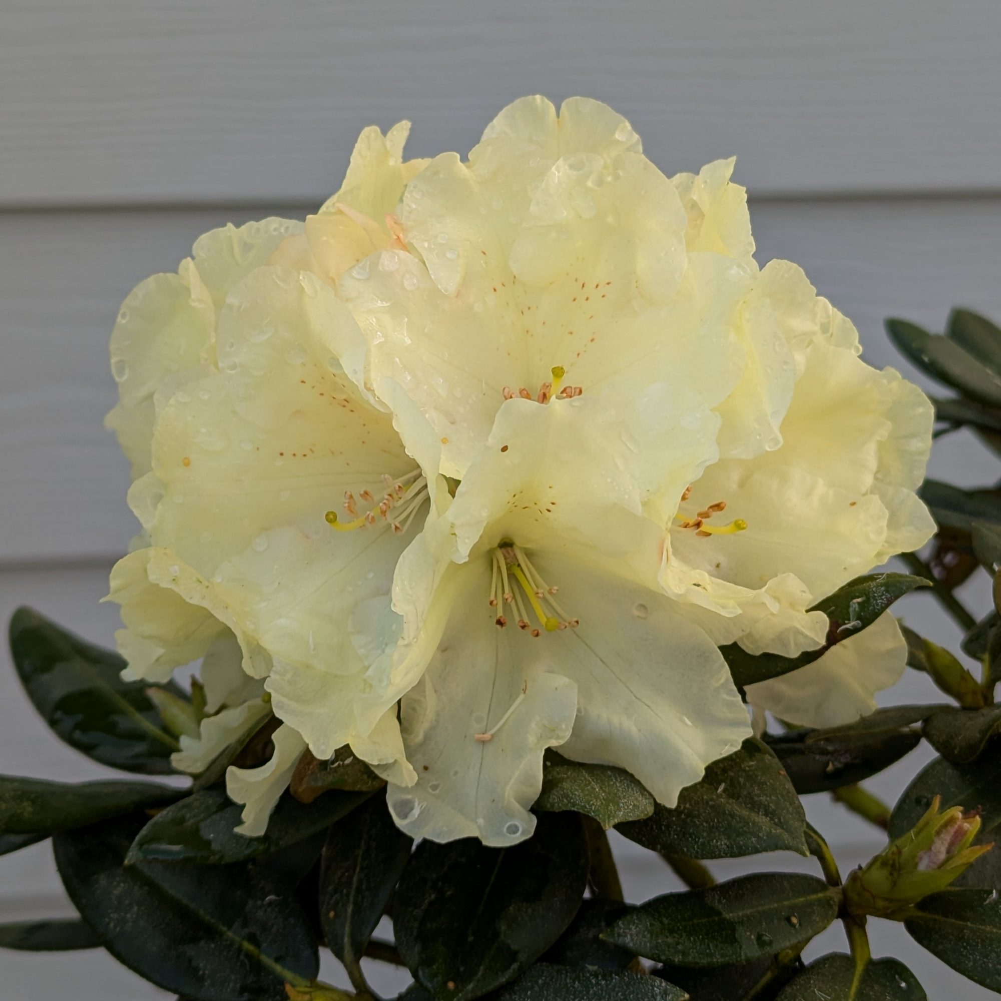 Rhododendron Centennial Gold - Compact Rhododendrons - Millais Nurseries