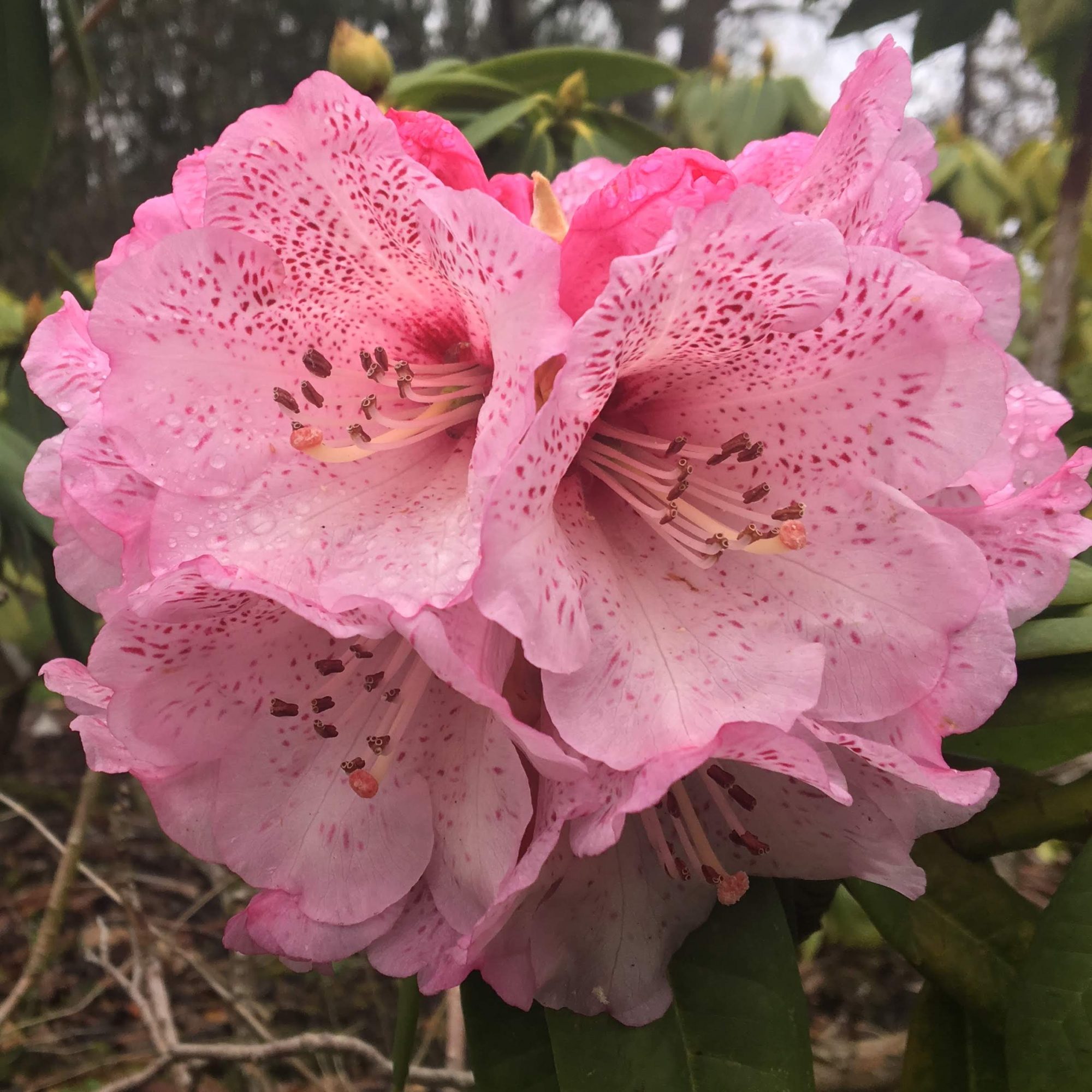 Rhododendron Nimrod - Tall Hybrid Rhododendrons - Millais Nurseries