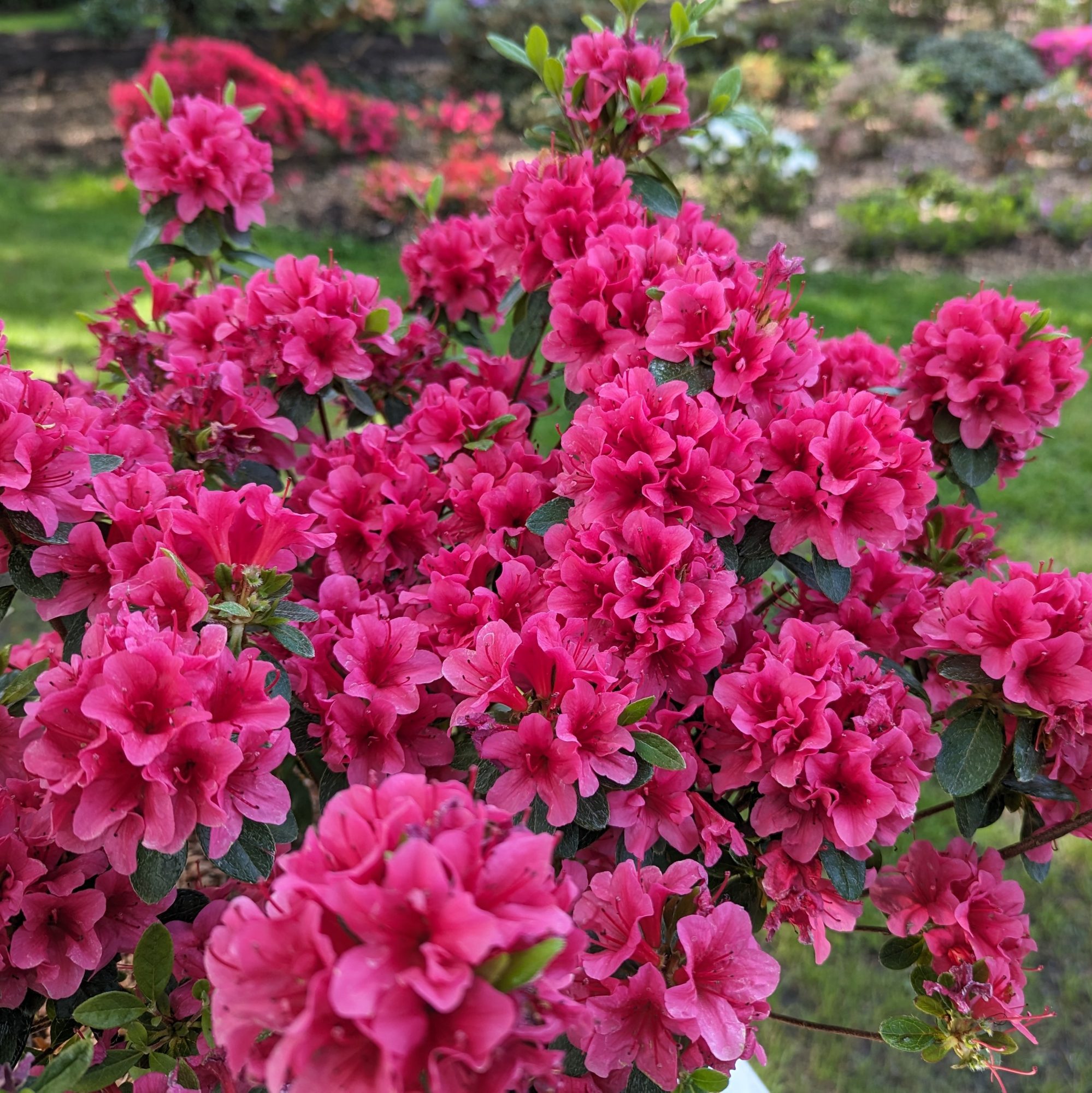Evergreen Azalea Benny Gery - Evergreen Azaleas - Millais Nurseries
