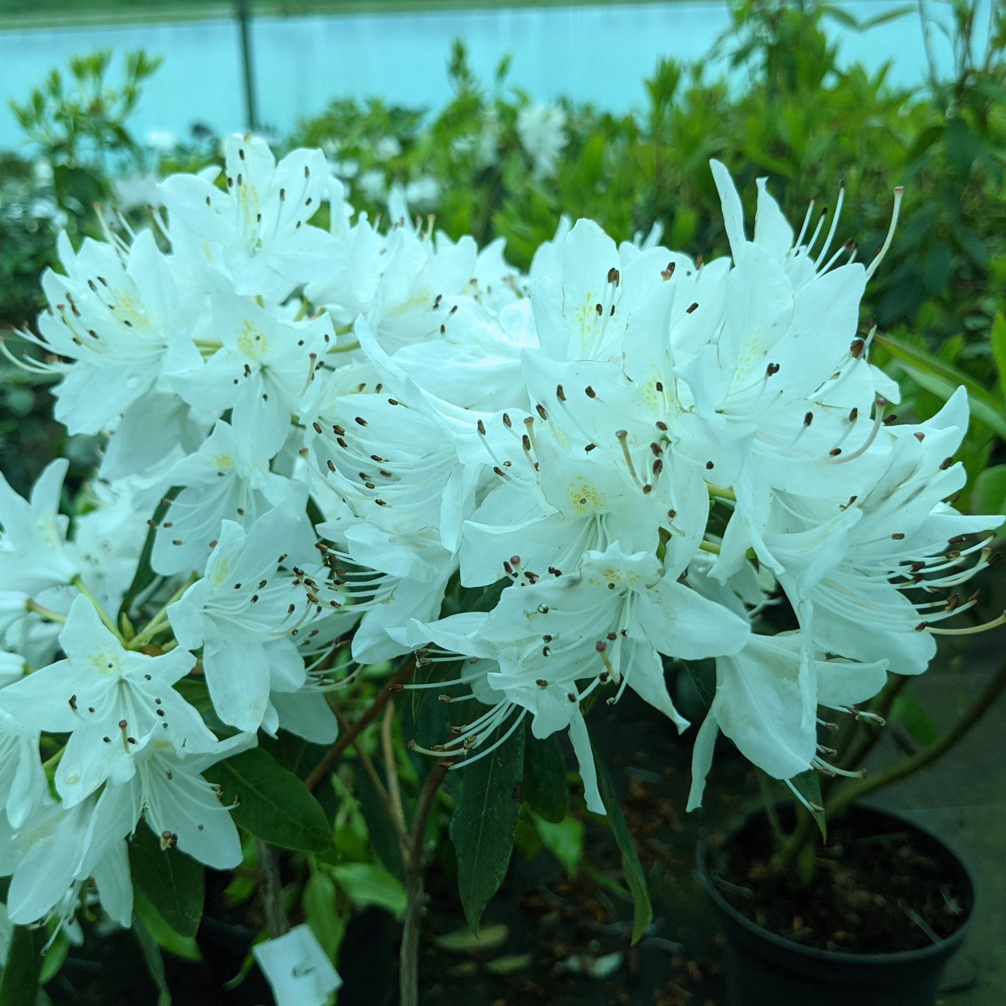 Rhododendron augustinii Ssp chasmanthum - Small Leaved Rhododendrons ...