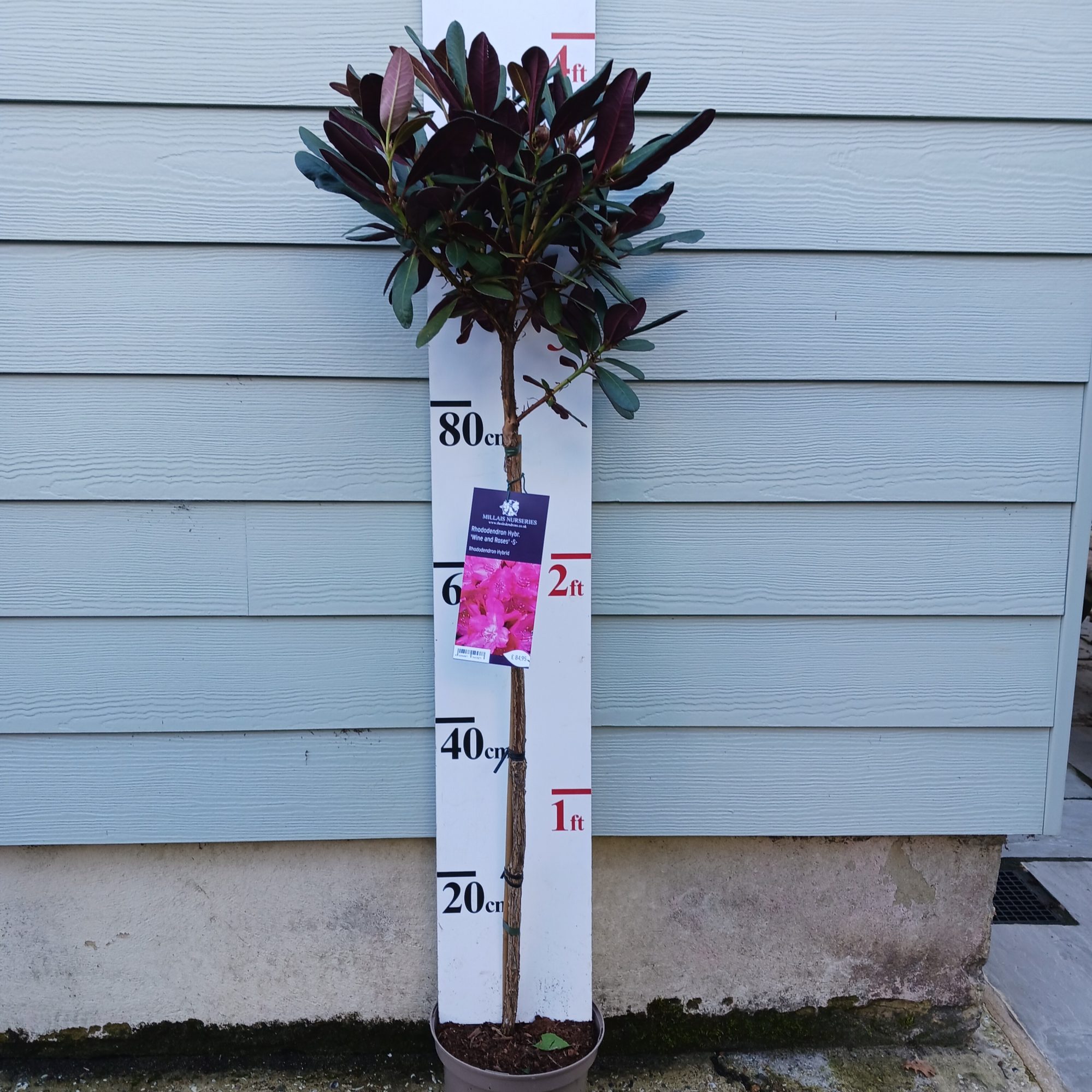 Rhododendron Wine and Roses STANDARD - Standards - Millais Nurseries