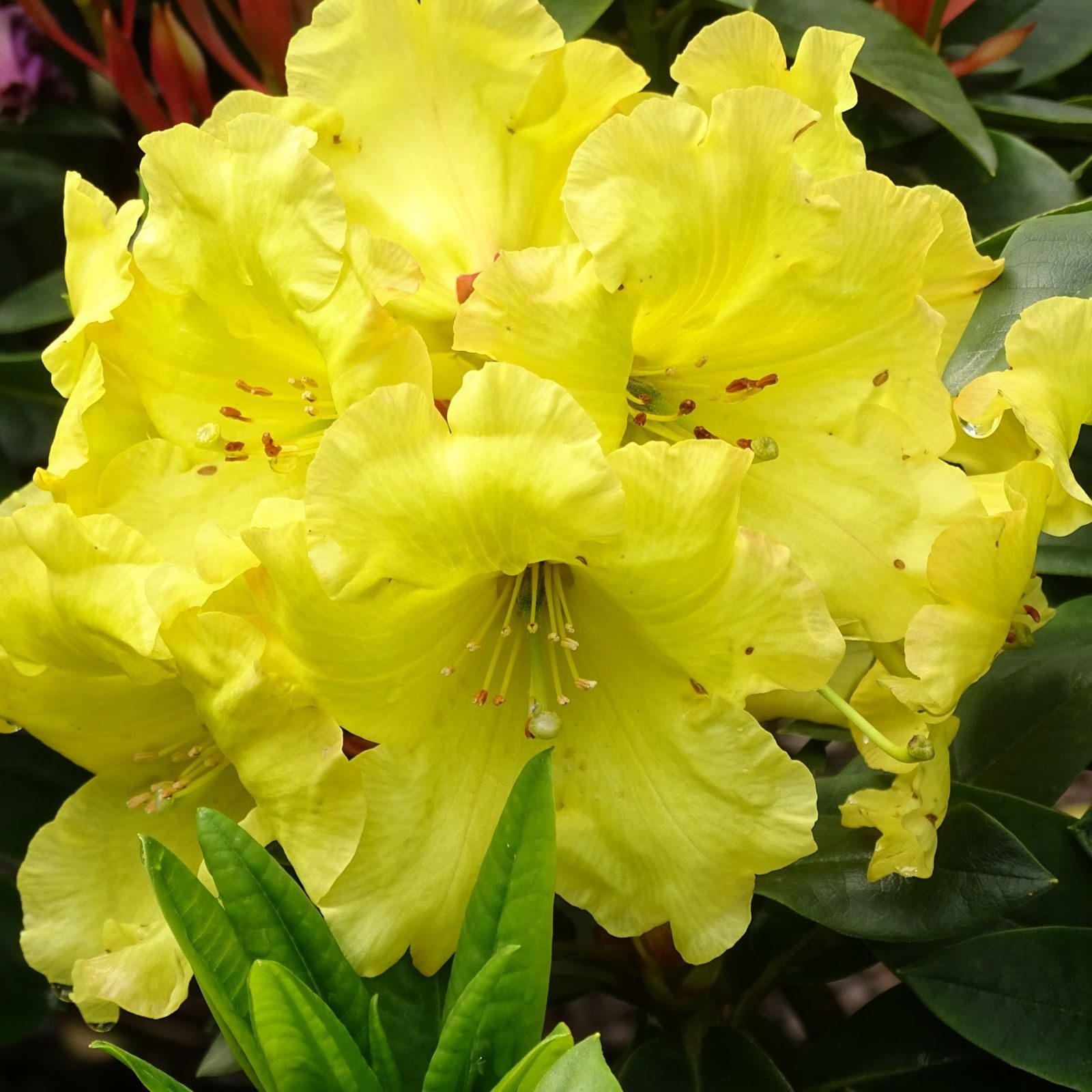 Rhododendron Junigold - Tall Hybrid Rhododendrons - Millais Nurseries