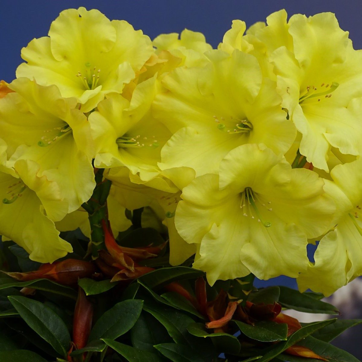 Rhododendron Junigold - Tall Hybrid Rhododendrons - Millais Nurseries