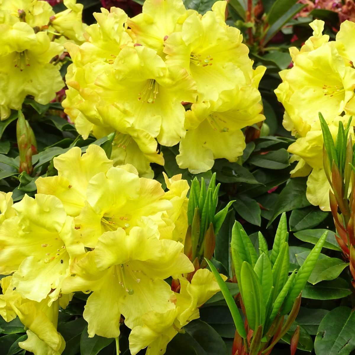 Rhododendron Junigold - Tall Hybrid Rhododendrons - Millais Nurseries