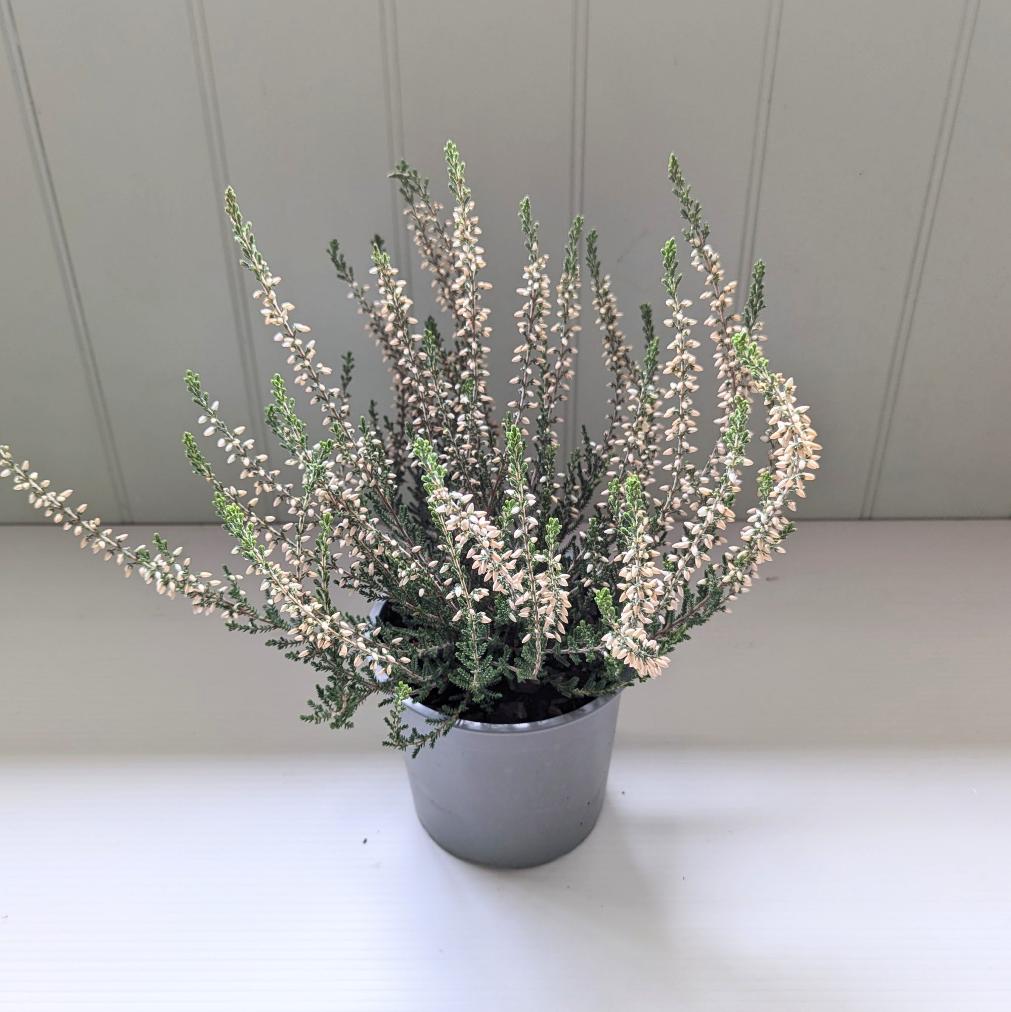 Calluna vulgaris 'Madonna' - Companion Plants - Millais Nurseries