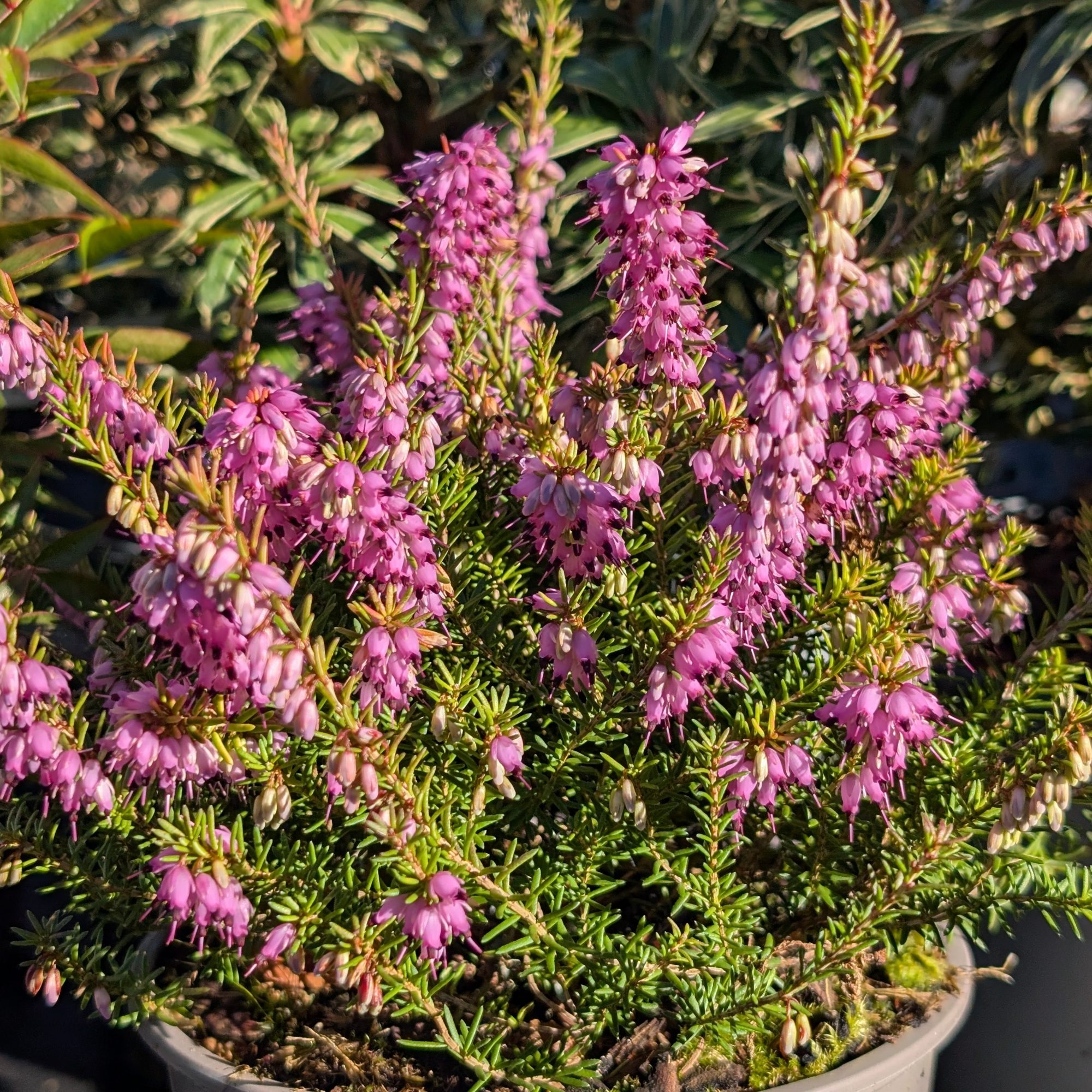 Erica x darleyensis 'Mary Helen' - Companion Plants - Millais Nurseries