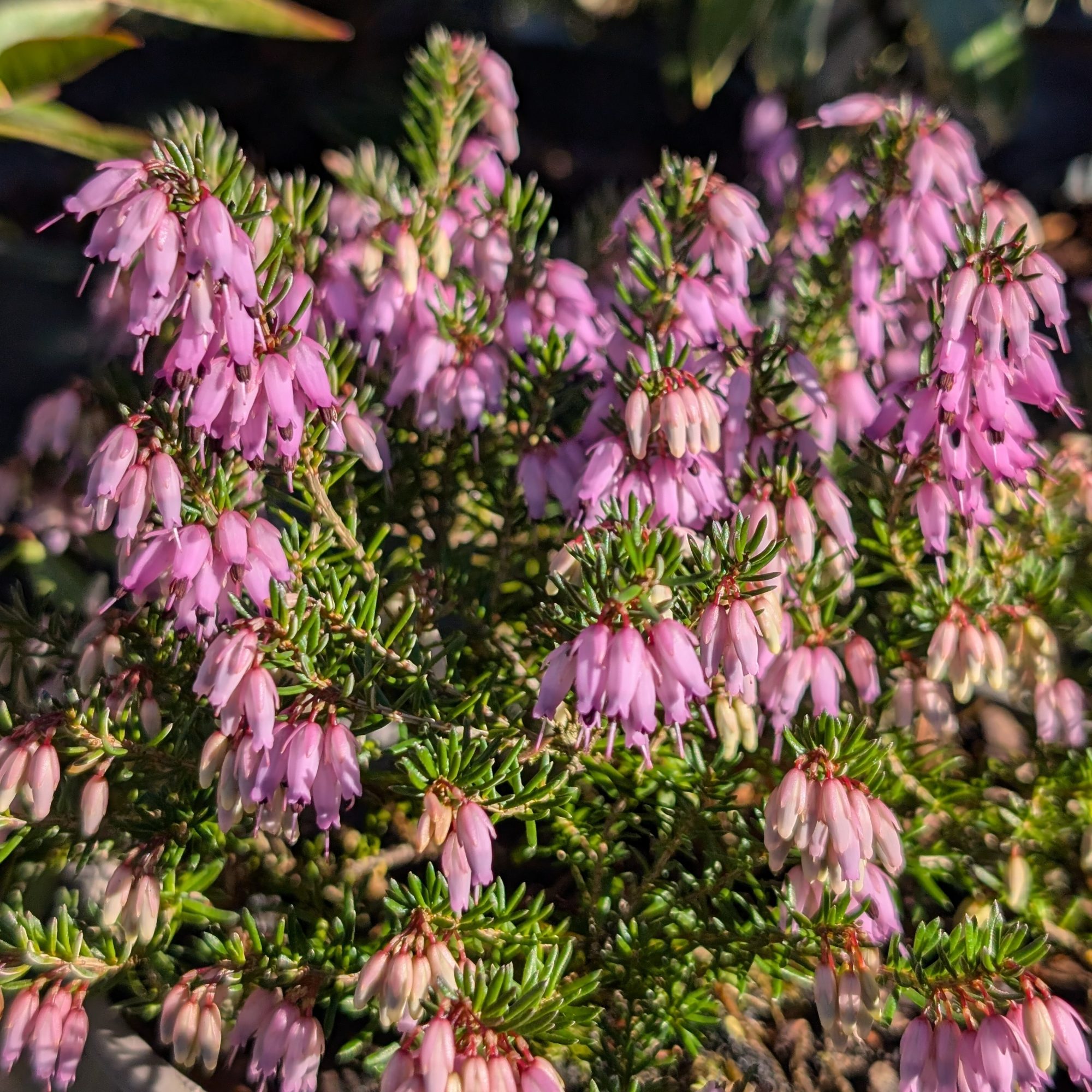 Erica carnea 'March Seedling' AGM - Companion Plants - Millais Nurseries