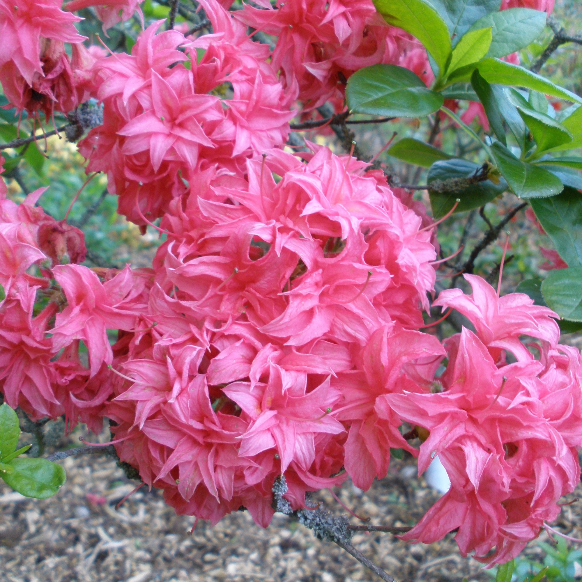 Homebush Deciduous Azalea - Buy Rhododendron Homebush AGM online ...