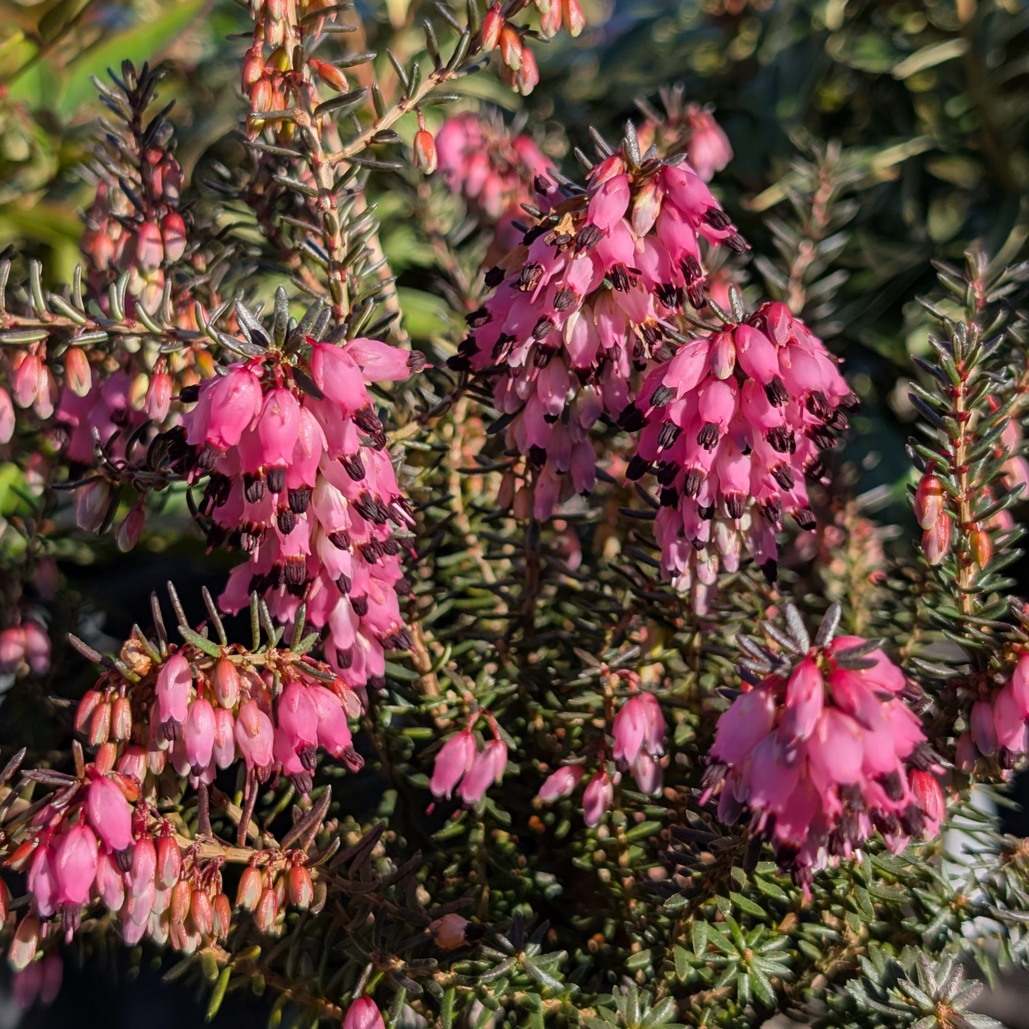 Erica x darleyensis 'Pink Harmony' - Companion Plants - Millais Nurseries