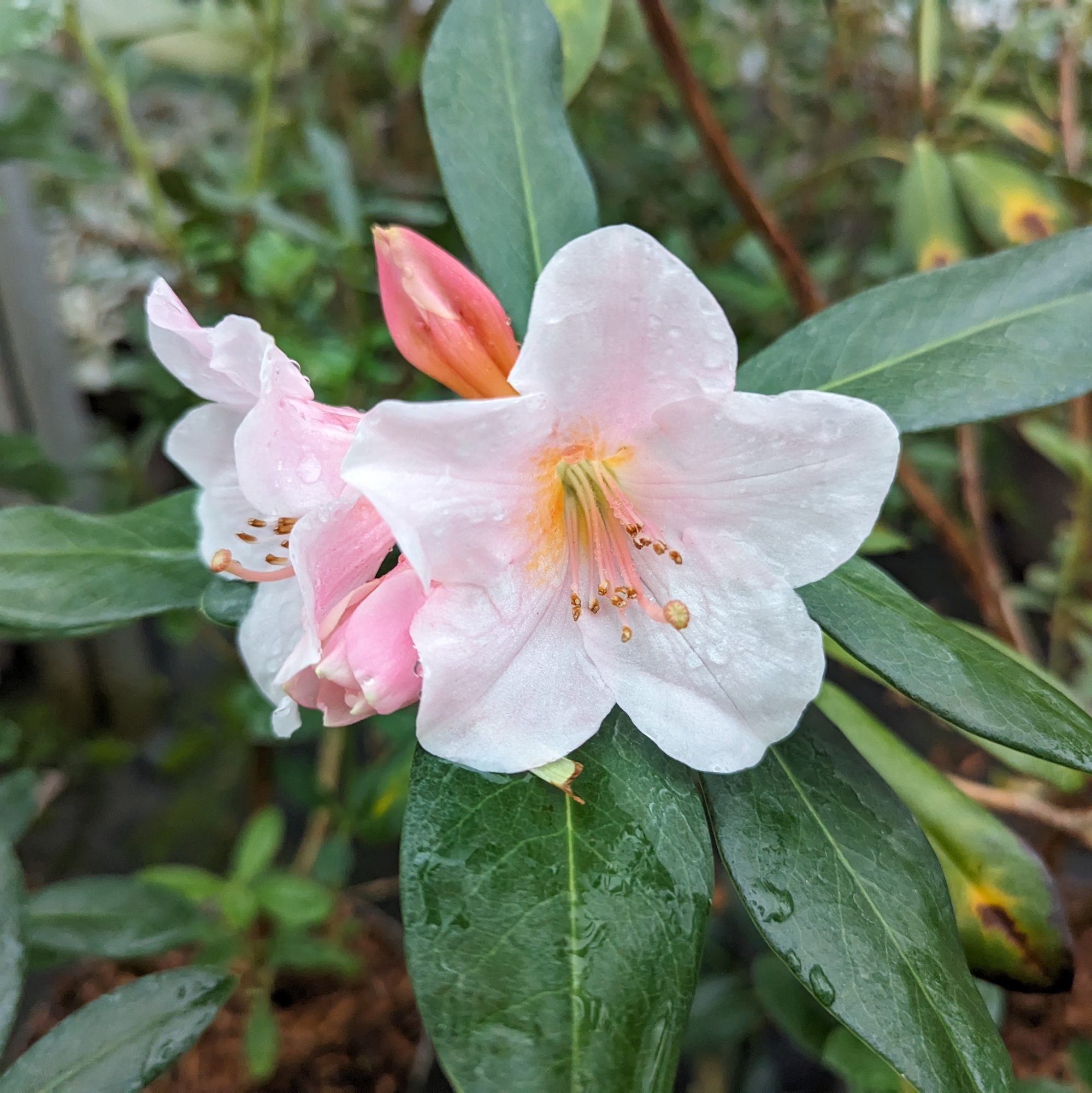 Rhododendron Cinnandrum - Small Leaved Rhododendrons - Millais Nurseries