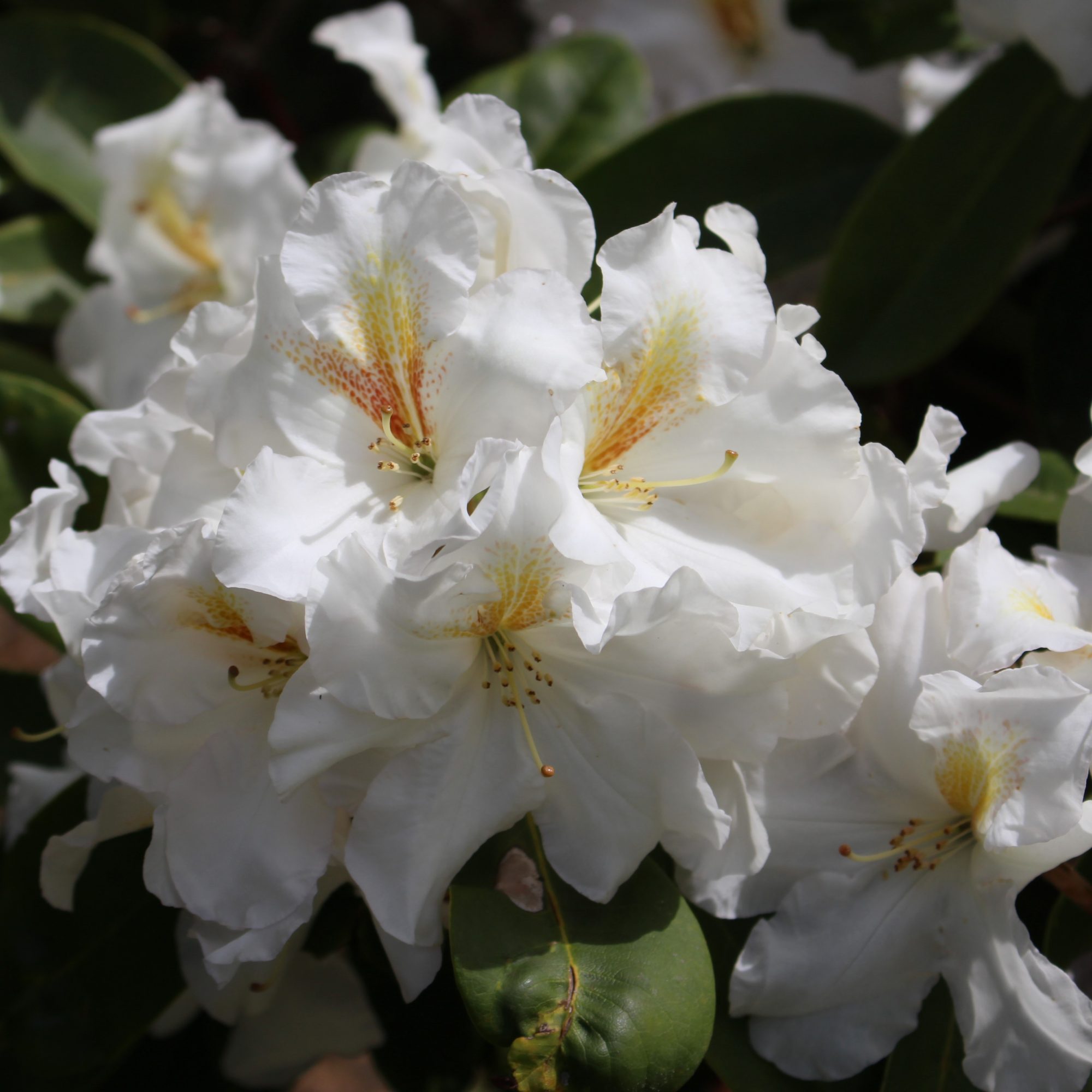 Rhododendron White Gold - Tall Hybrid Rhododendrons - Millais Nurseries
