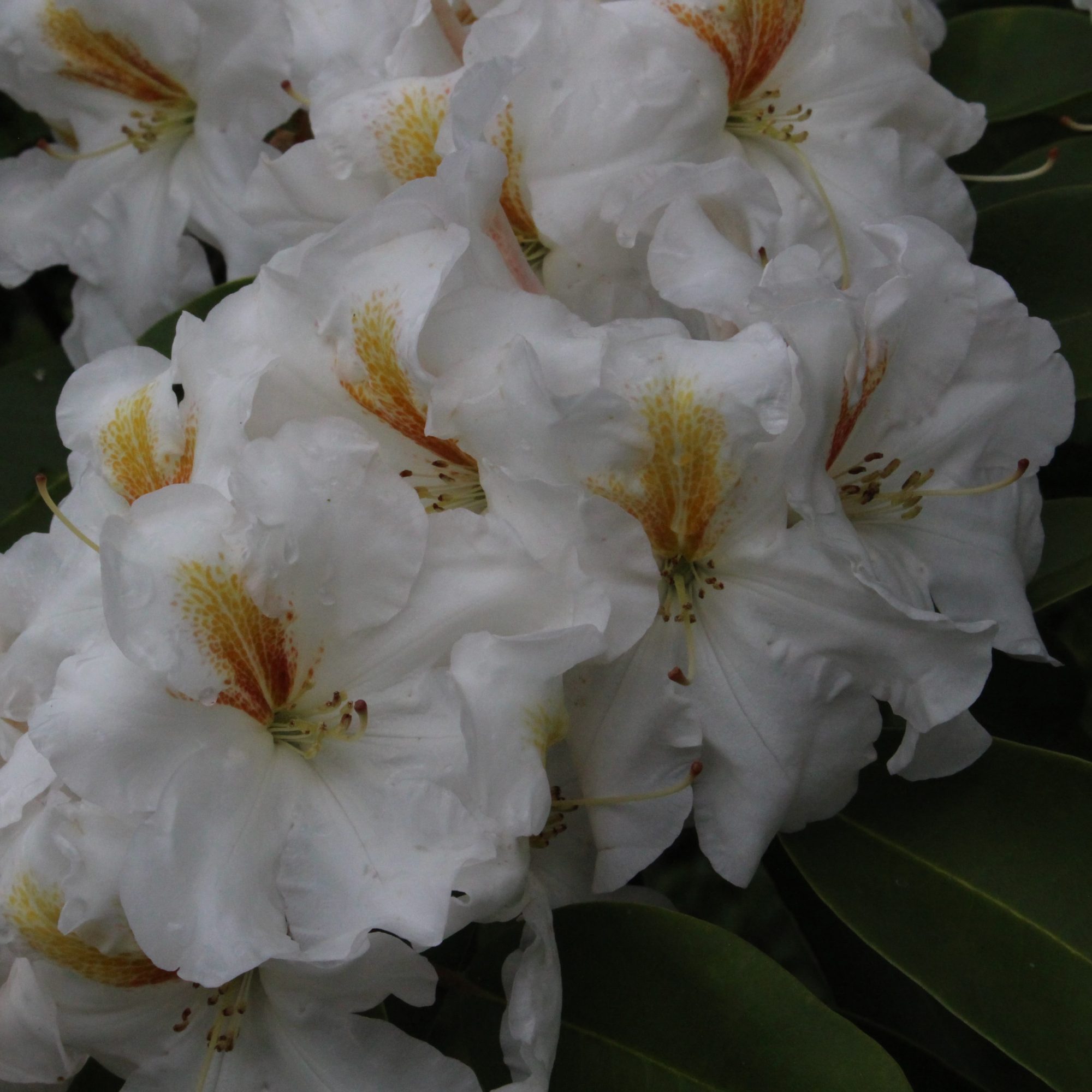 Rhododendron White Gold - Tall Hybrid Rhododendrons - Millais Nurseries