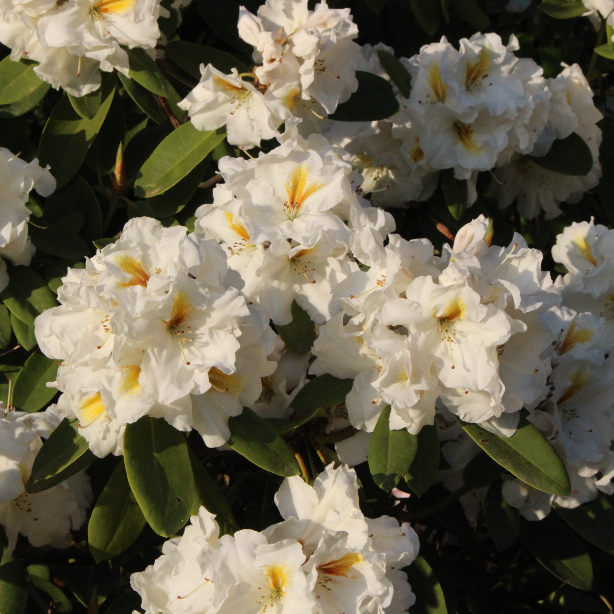 Rhododendron White Gold - Tall Hybrid Rhododendrons - Millais Nurseries