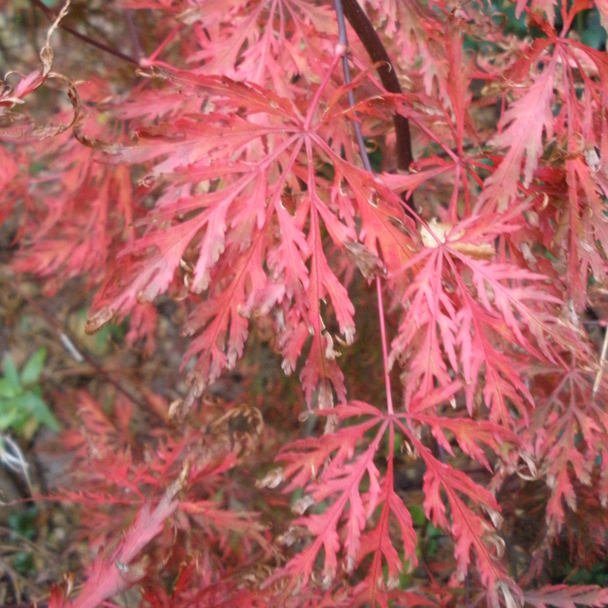 Acer palmatum dissectum 'Inaba-shidare' - Inaba-shidare Japanese Maples ...