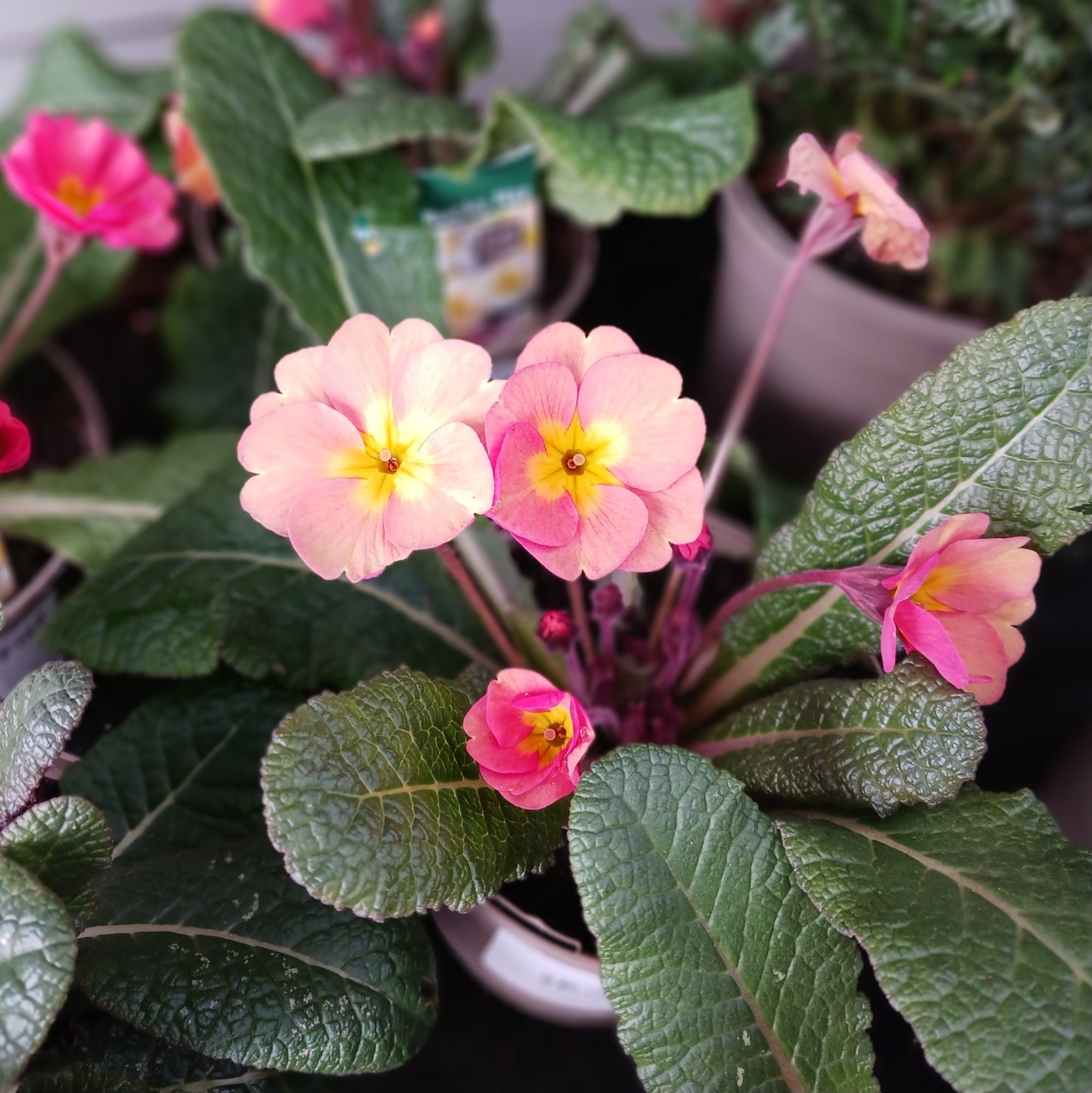 Primula Bucks Fizz - Companion Plants - Millais Nurseries