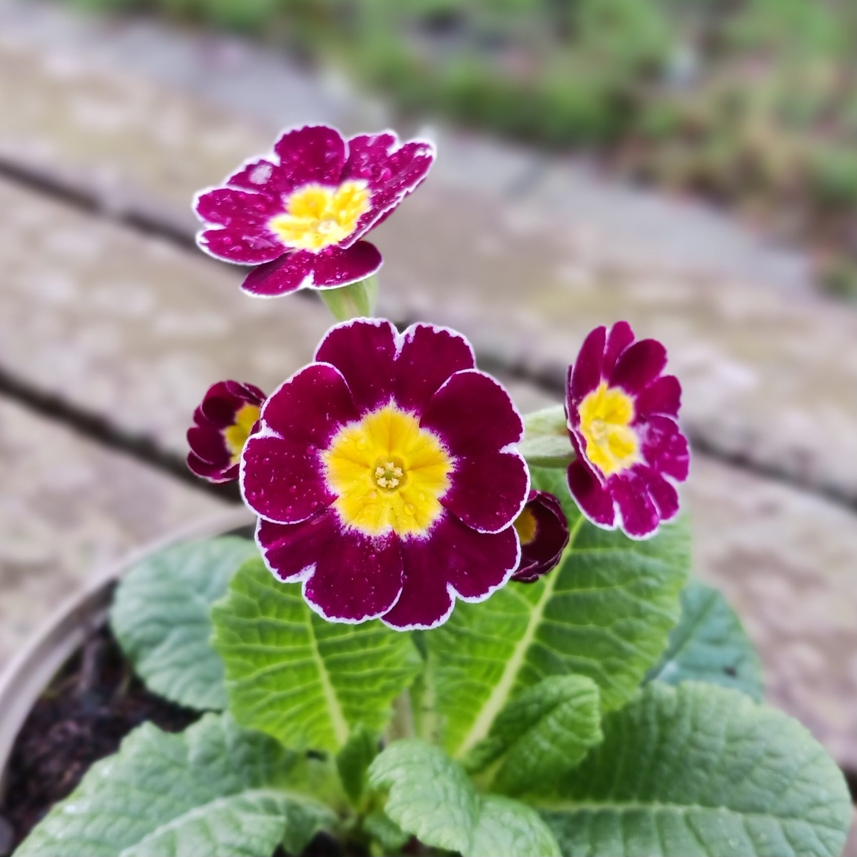 Primula Lilac Lace - Companion Plants - Millais Nurseries