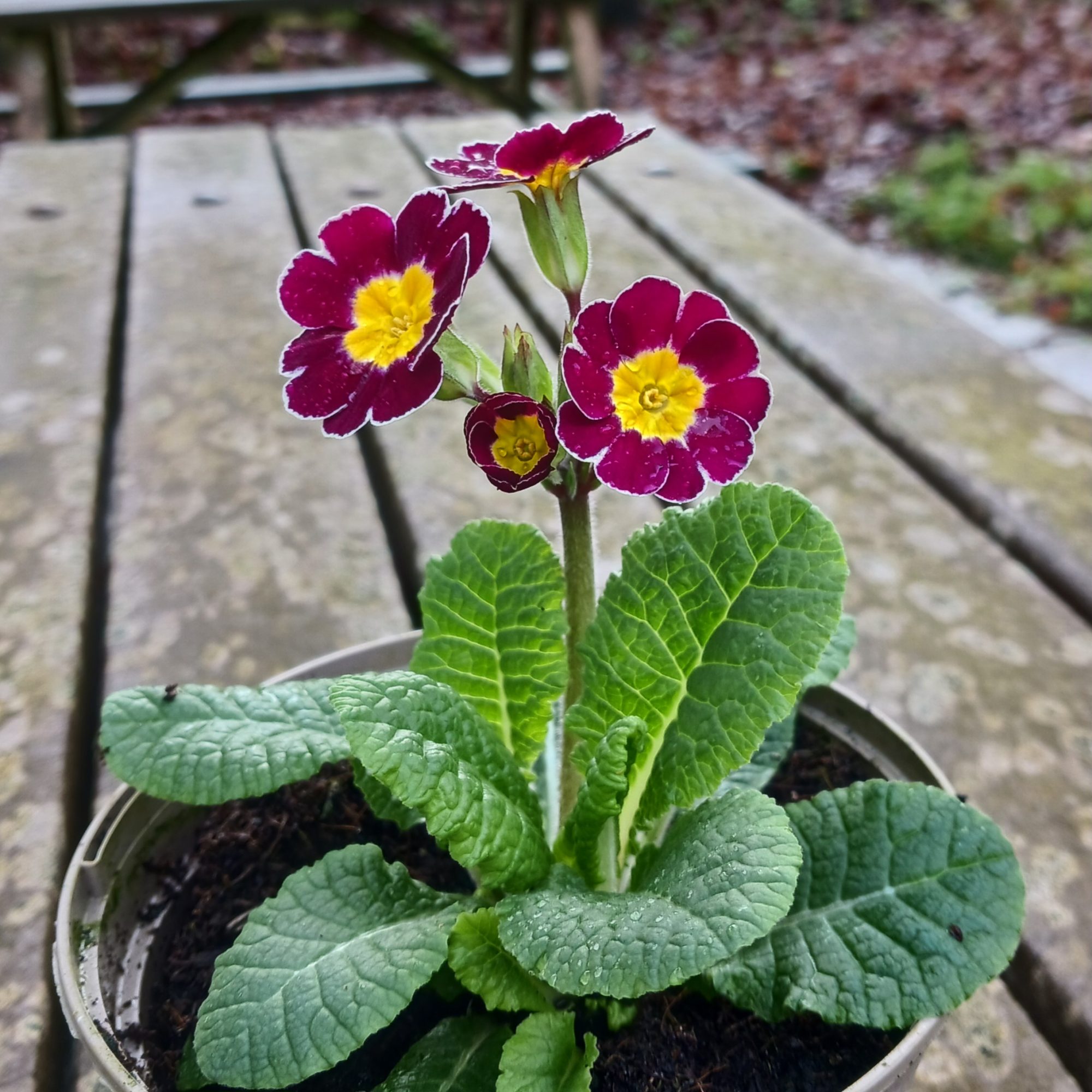 Primula Lilac Lace - Companion Plants - Millais Nurseries