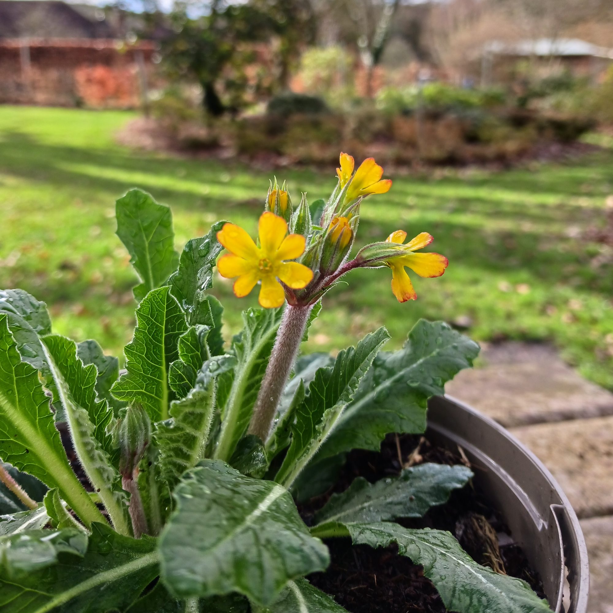 Primula Oakleaf Yellow Picotee - Companion Plants - Millais Nurseries