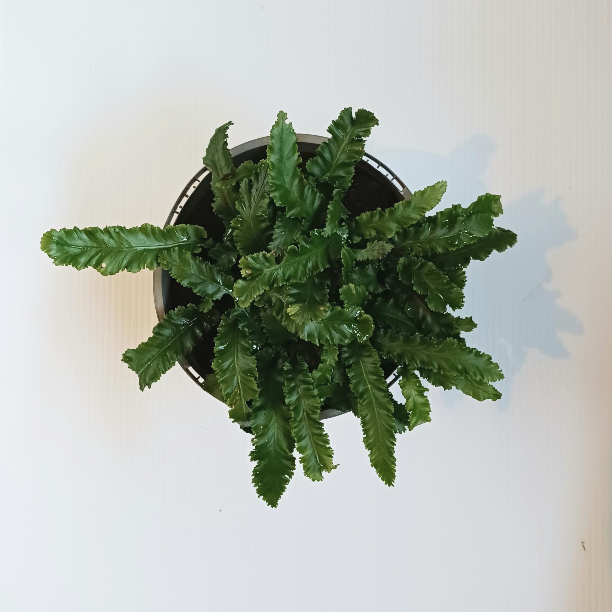 Asplenium scolopendrium Angustifolium (Narrow Hart's Tongue Fern ...