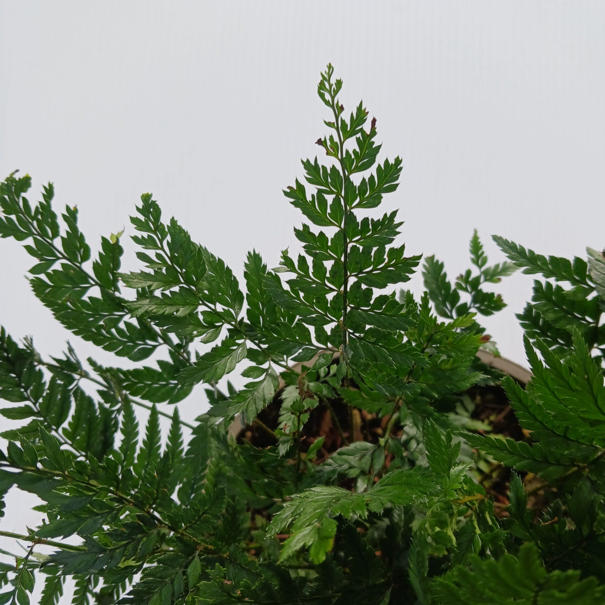 Polystichum tsussimense AGM (Korean Rock Fern) - Ferns - Millais Nurseries