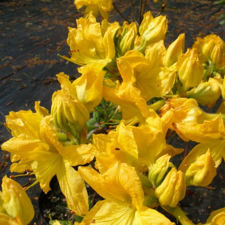Ilam Melford Lemon Azalea - Buy Rhododendron Ilam Melford Lemon ...