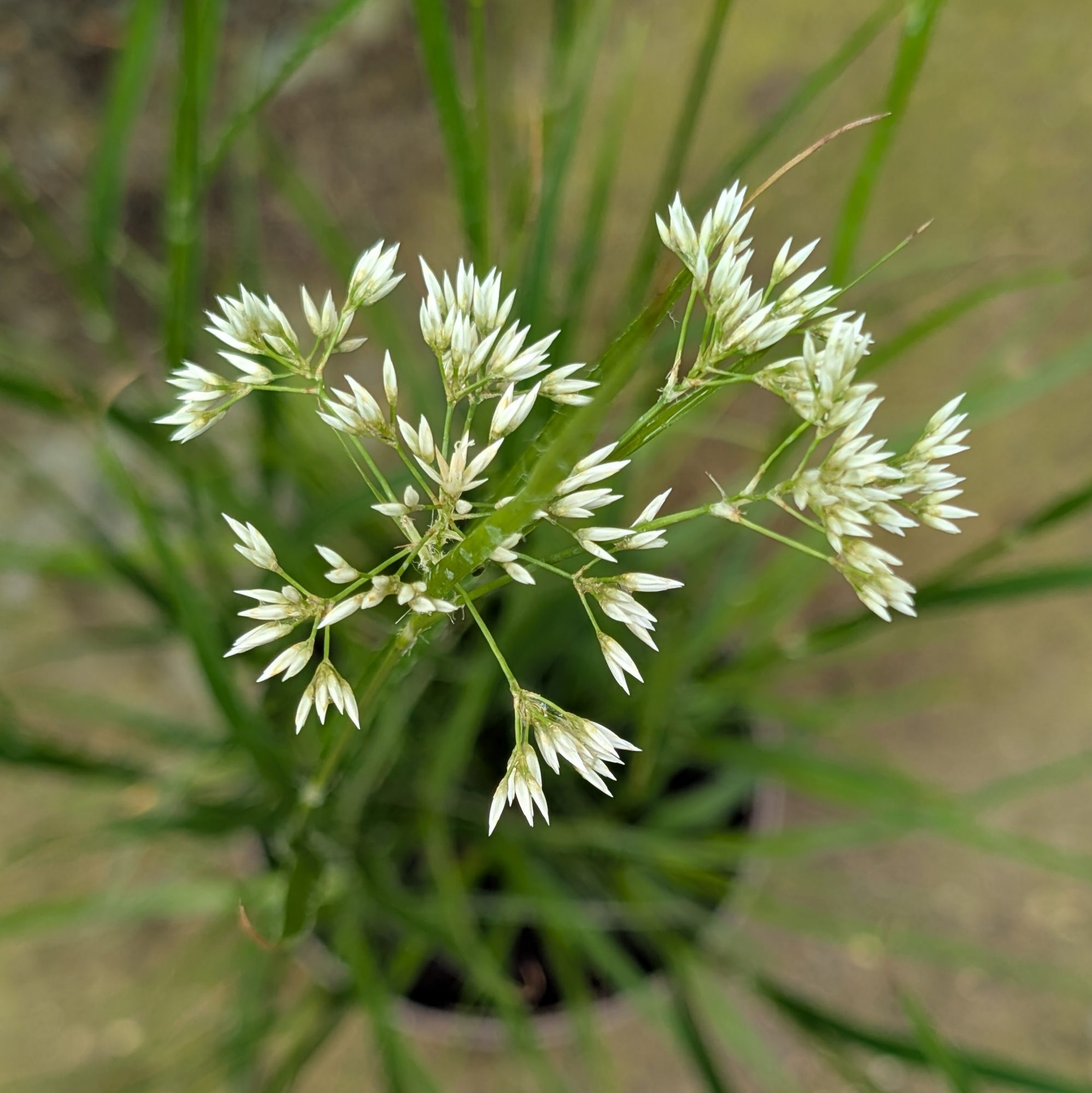 Luzula nivea - Companion Plants - Millais Nurseries